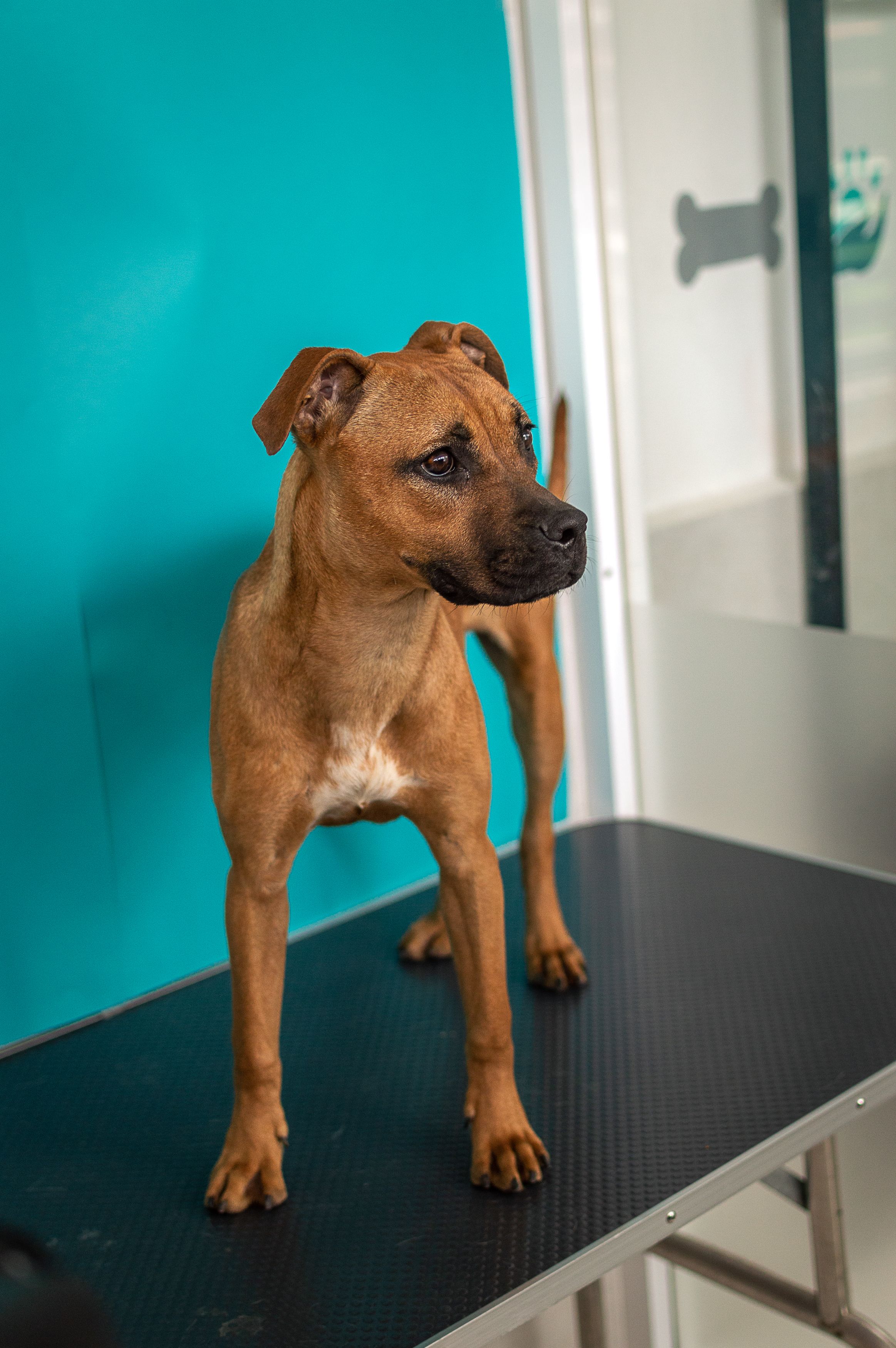 Mega Vet Photos, Download The BEST Free Mega Vet Stock Photos & HD Images