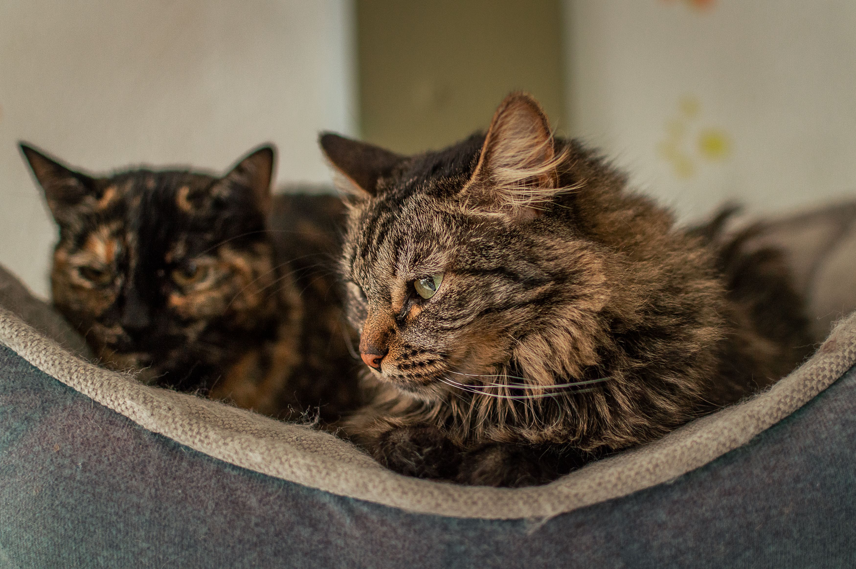 Cats Lying Down Together · Free Stock Photo