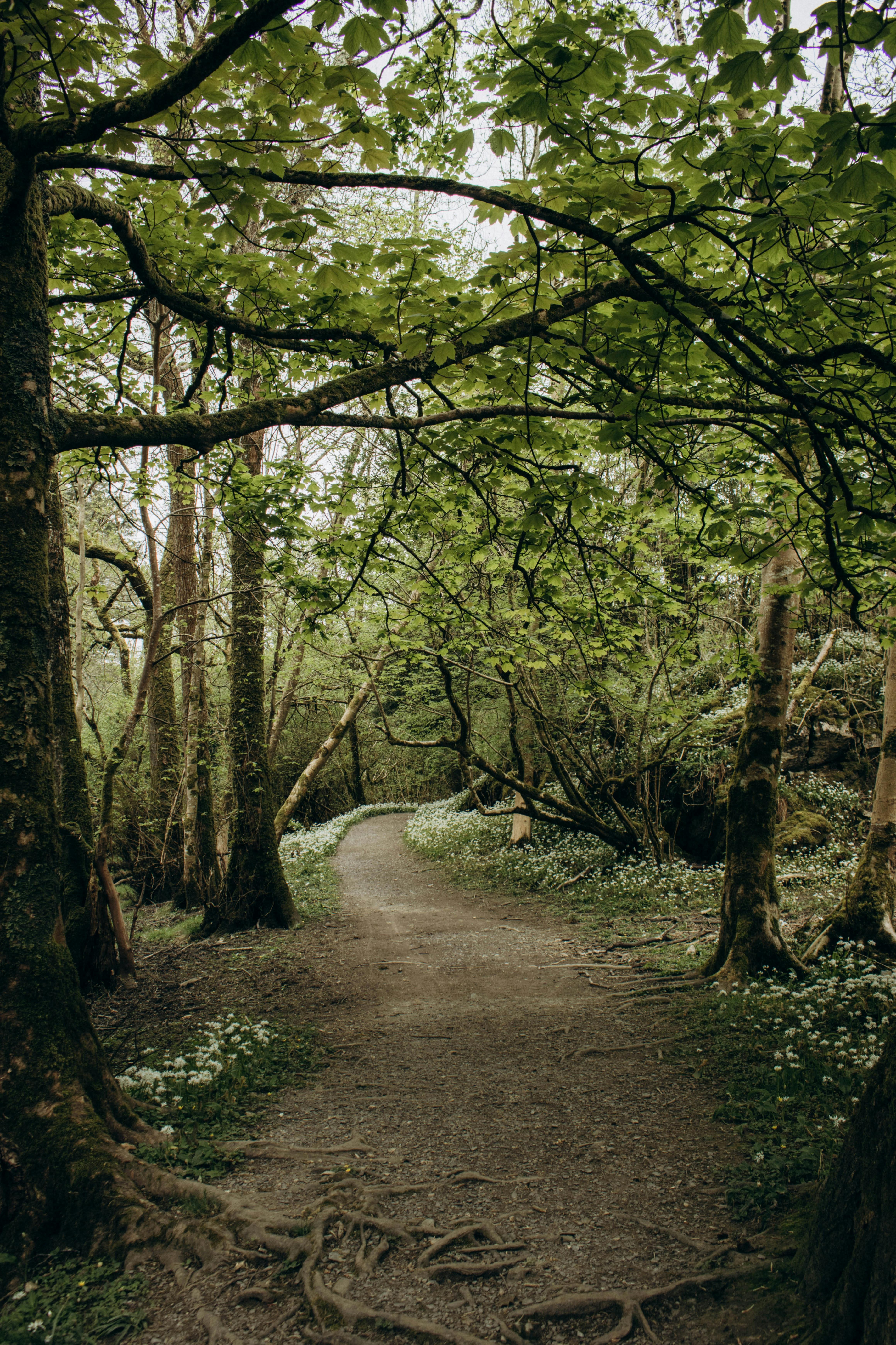 Green Footpath in Forest · Free Stock Photo