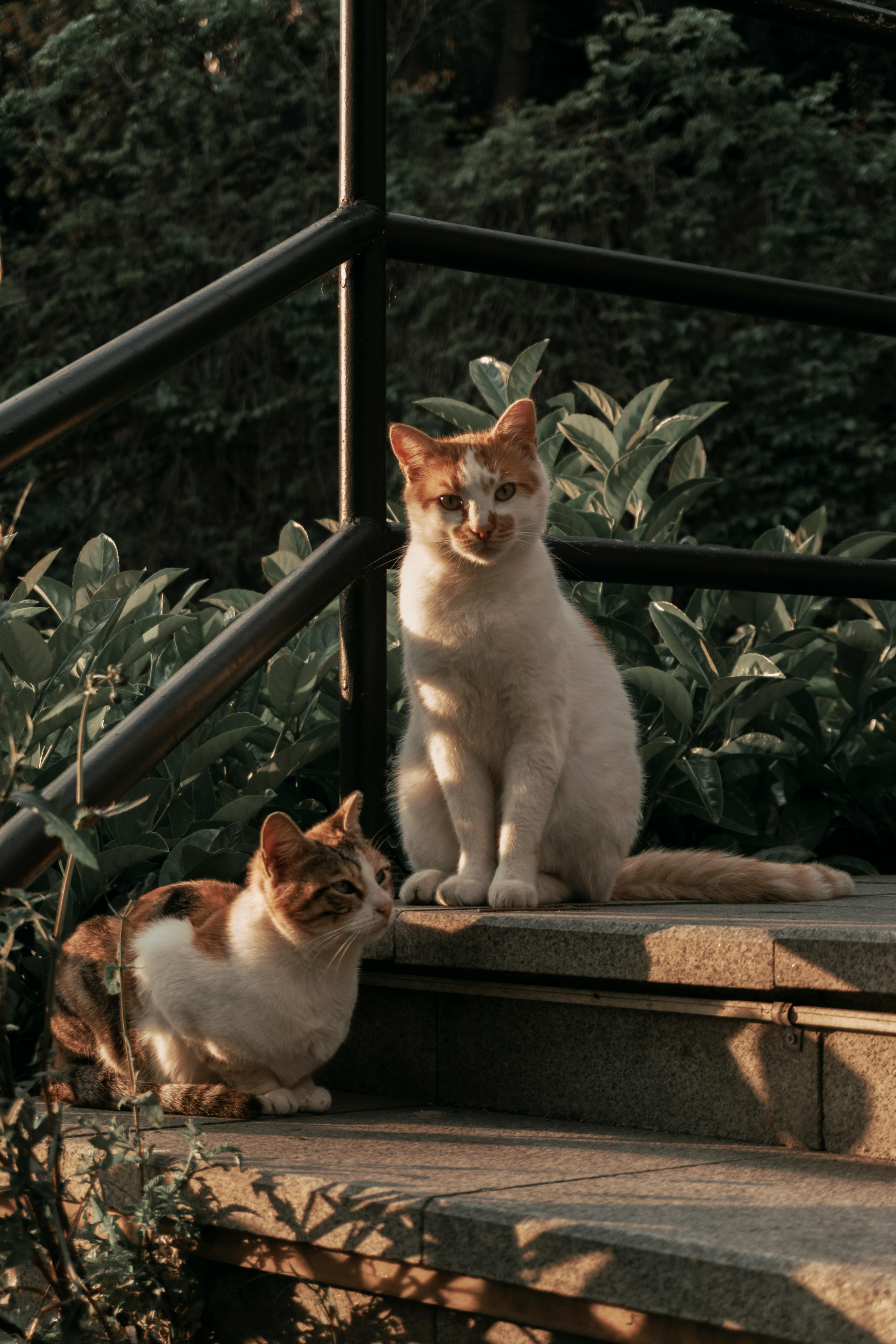 Animals Steps Photos, Download The BEST Free Animals Steps Stock Photos ...