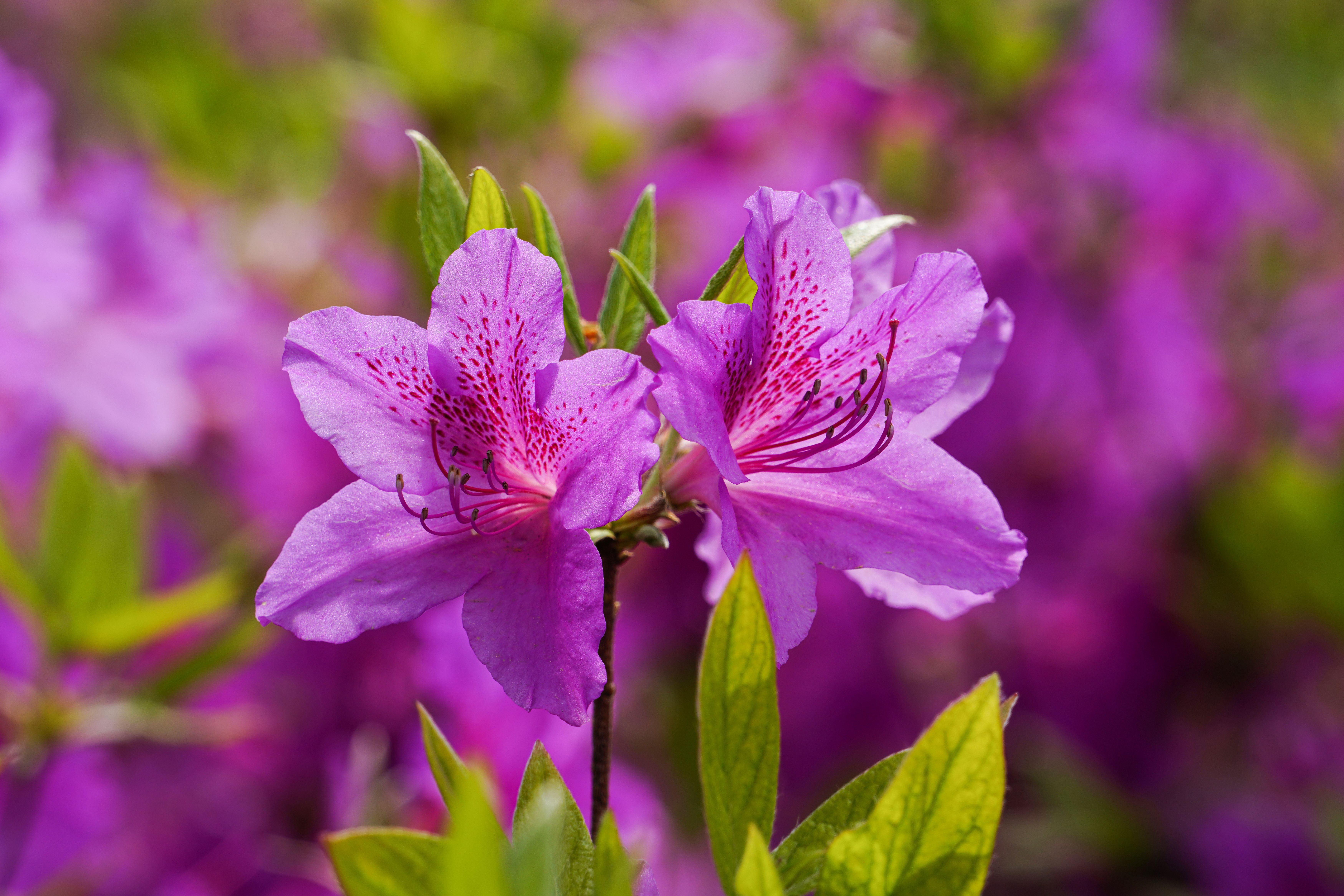 Close-up of Azalea Flowers · Free Stock Photo