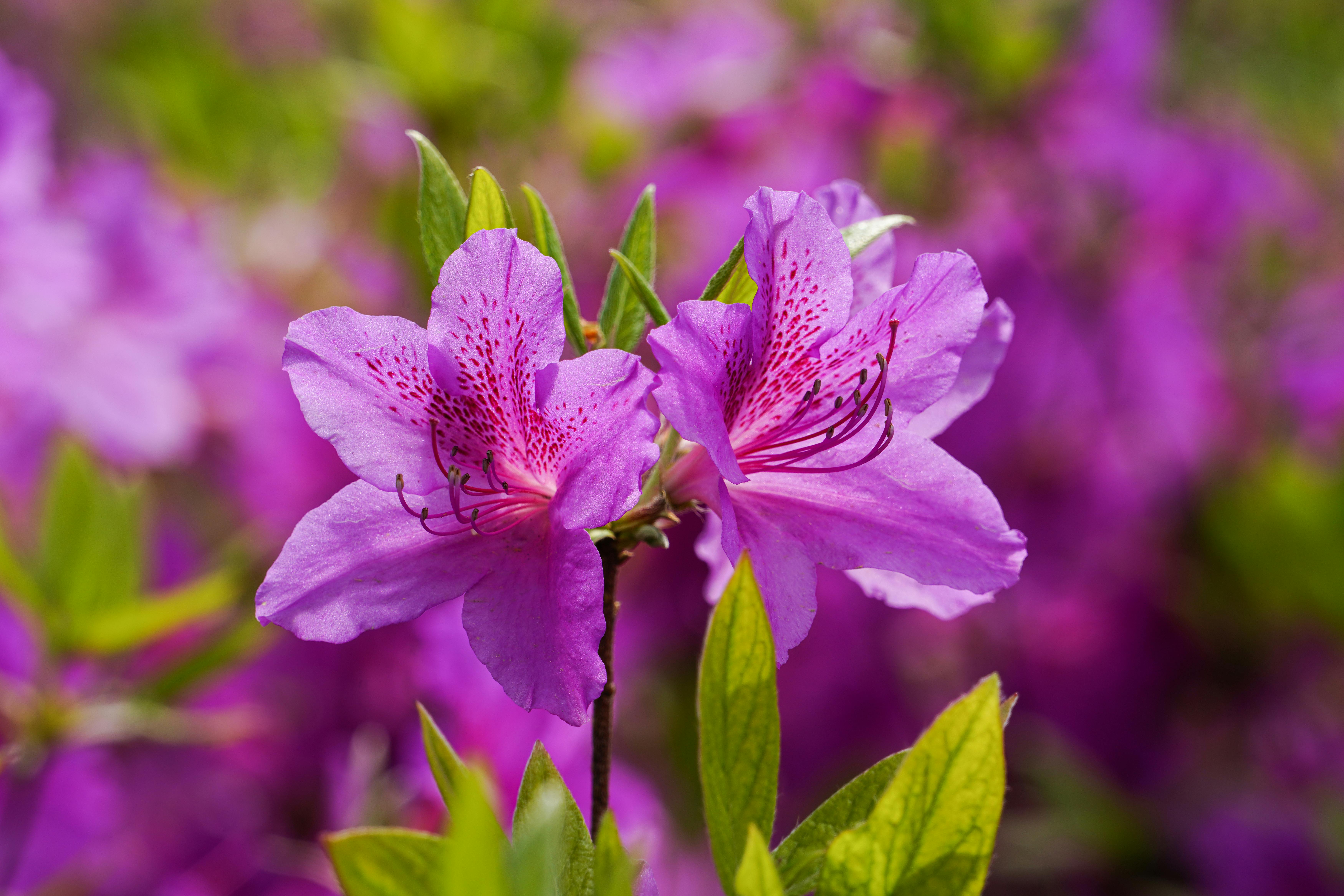 Close up of an Azalea · Free Stock Photo