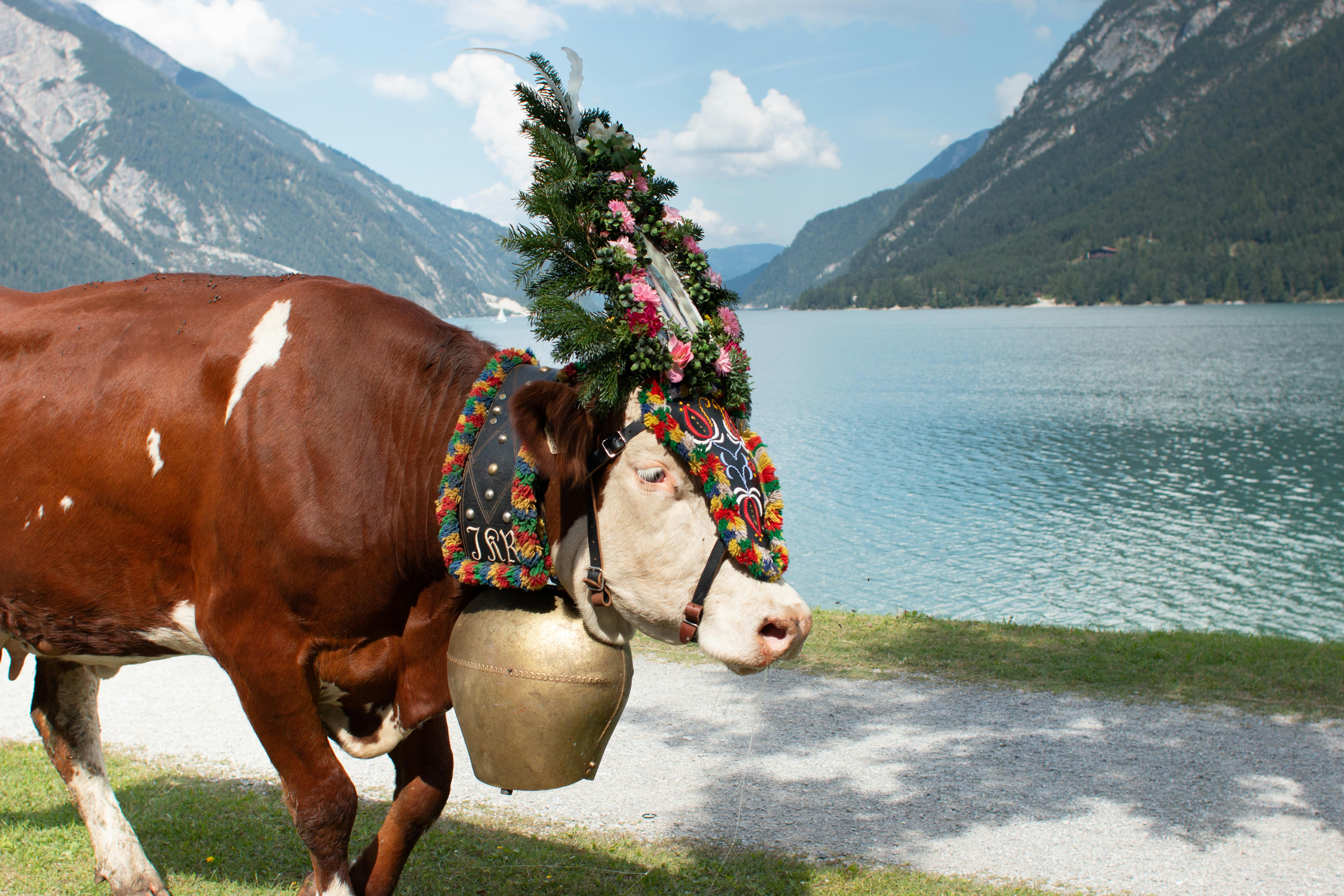 A Cow with an Ornamental Headdress during the Almabtrieb in Austria ...