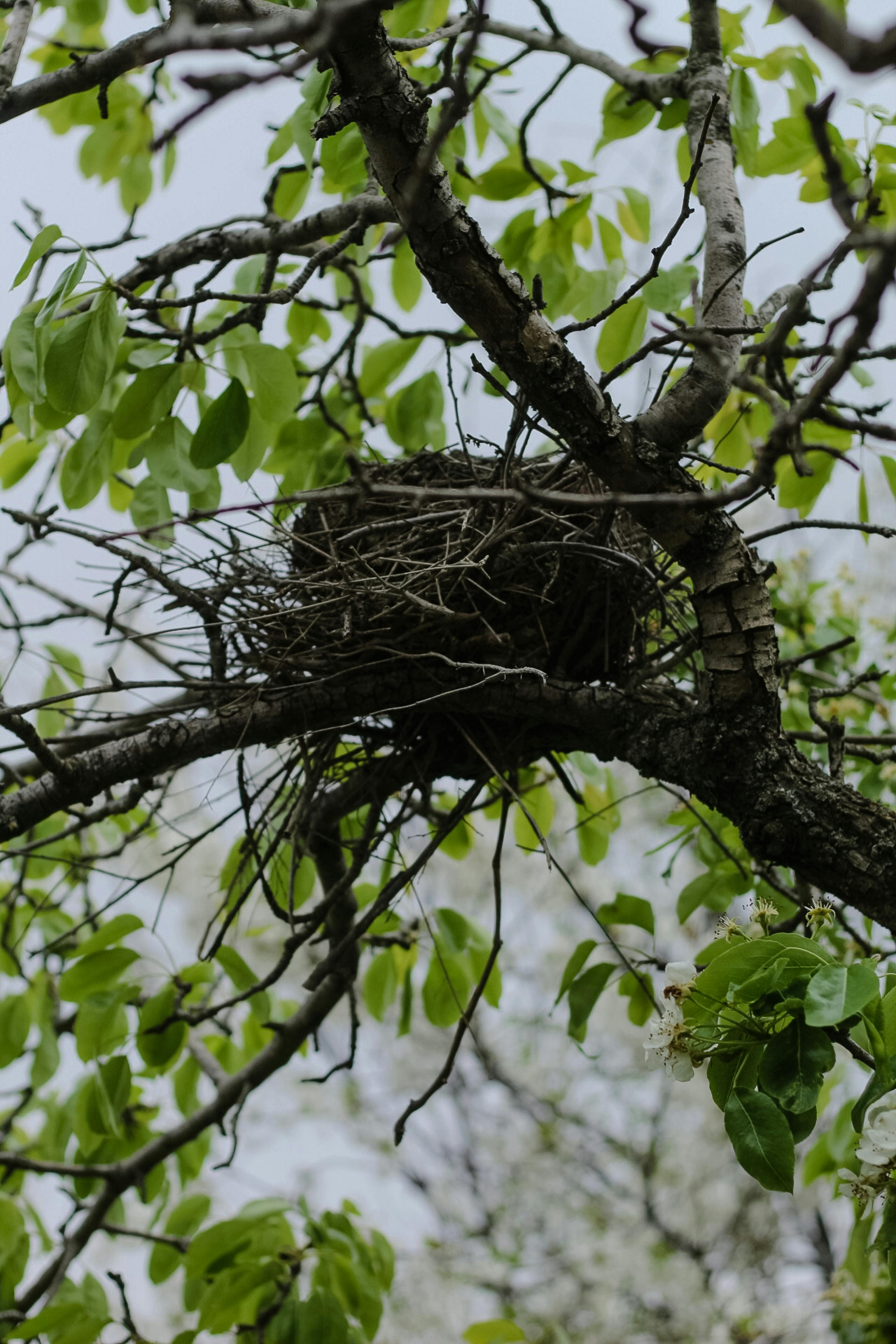 Brown Nest on Tree Branch · Free Stock Photo