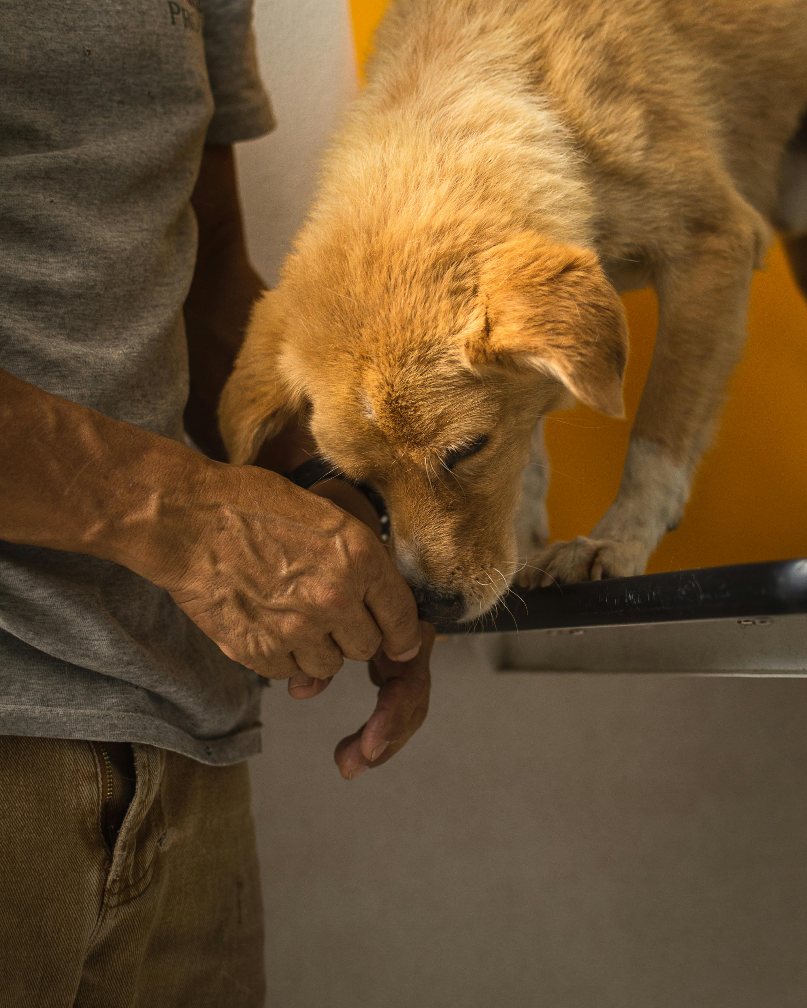 Hand Touching Dog · Free Stock Photo