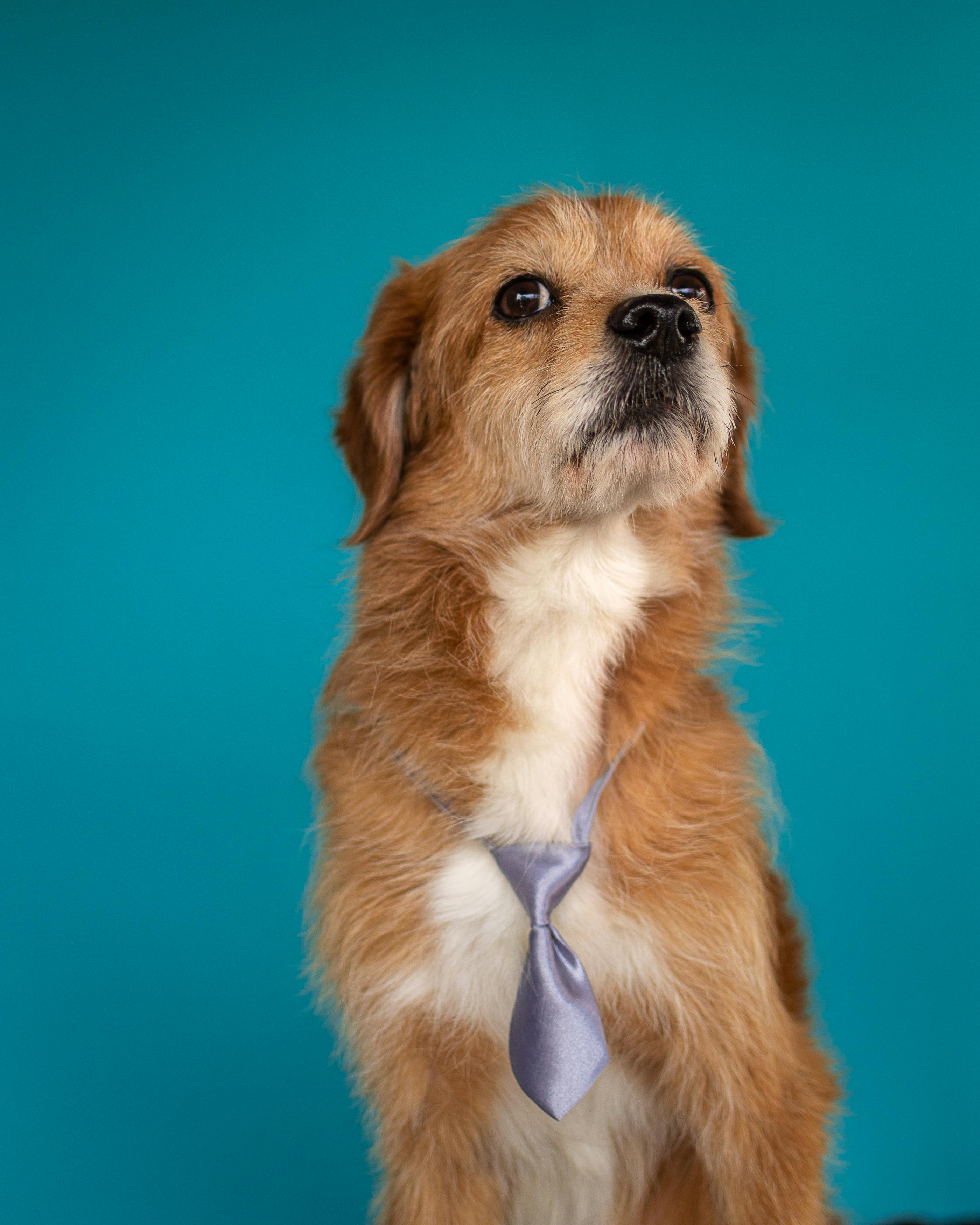 Un Perro Con Corbata Sobre Fondo Azul · Foto de stock gratuita
