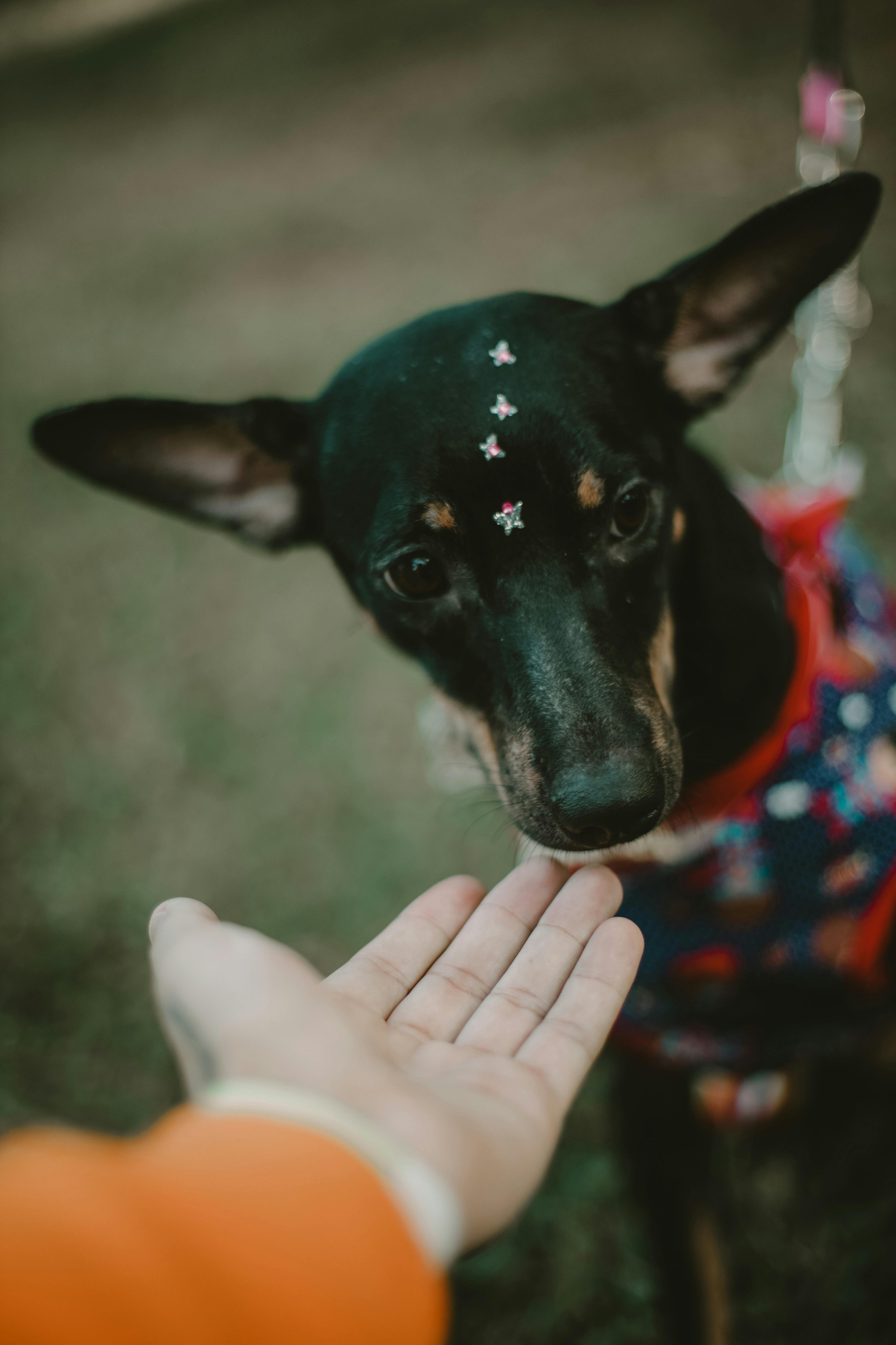 Hand near Dog Head with Stickers · Free Stock Photo