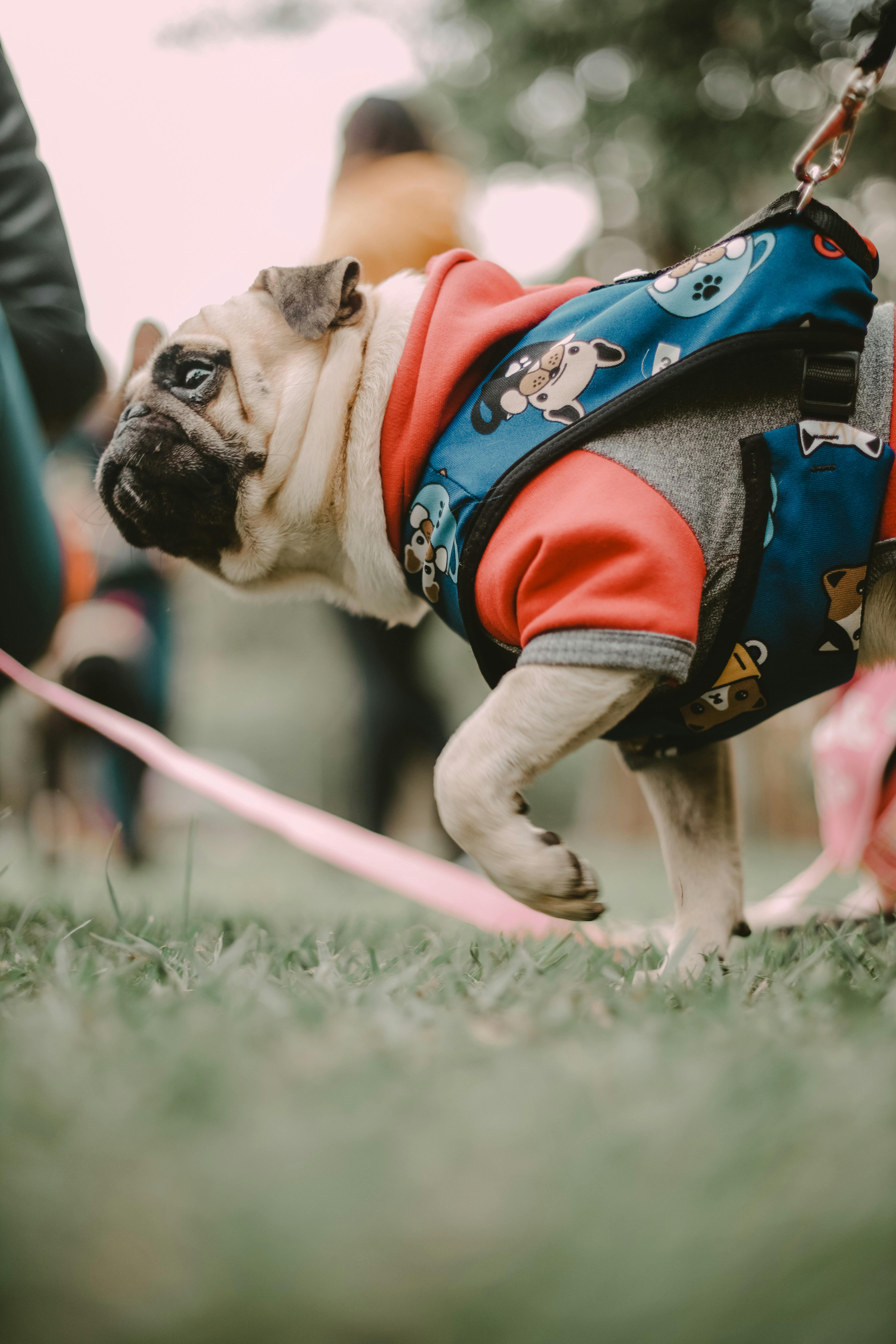 Pug Shot Photos, Download The BEST Free Pug Shot Stock Photos & HD Images