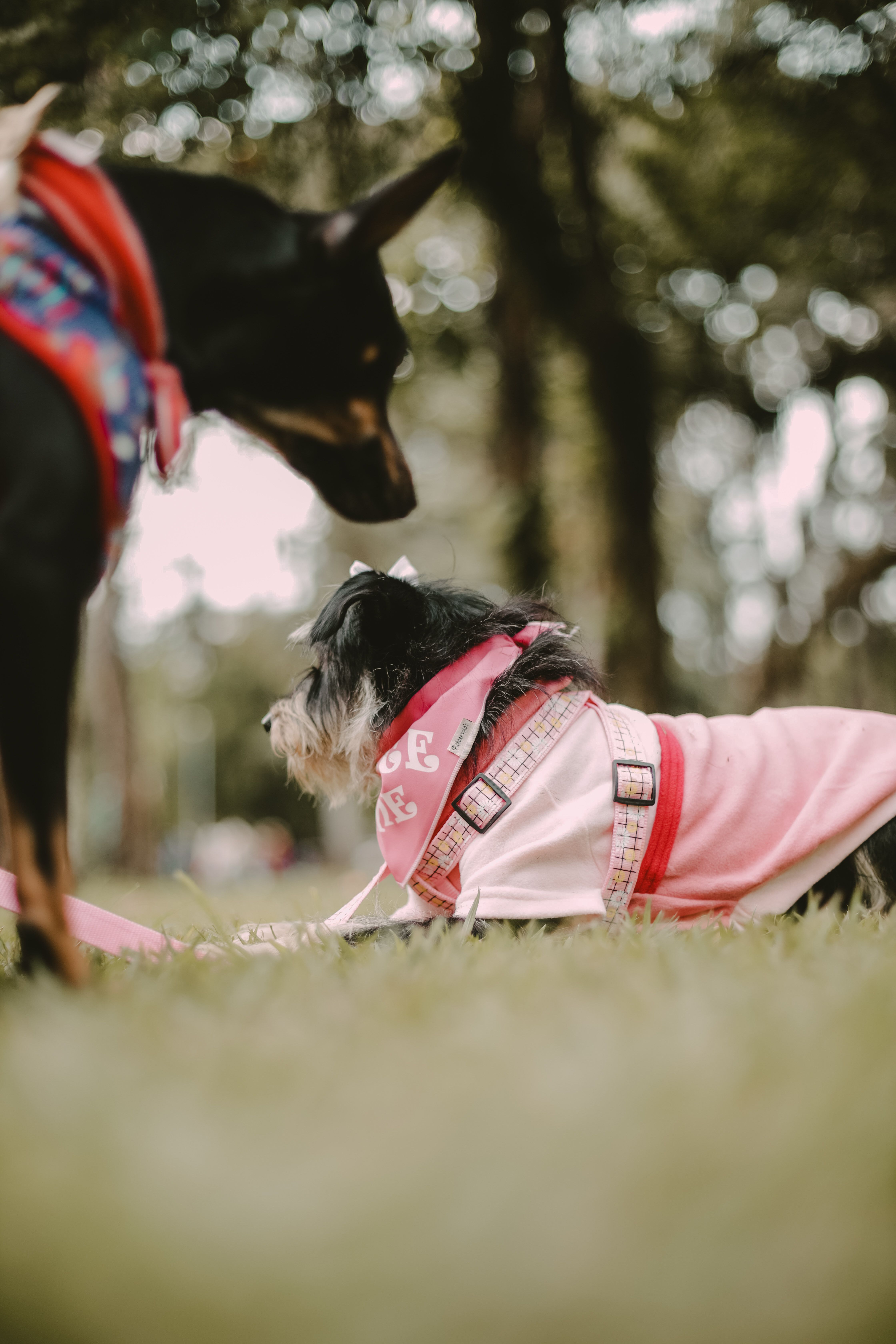Dogs in Clothes · Free Stock Photo