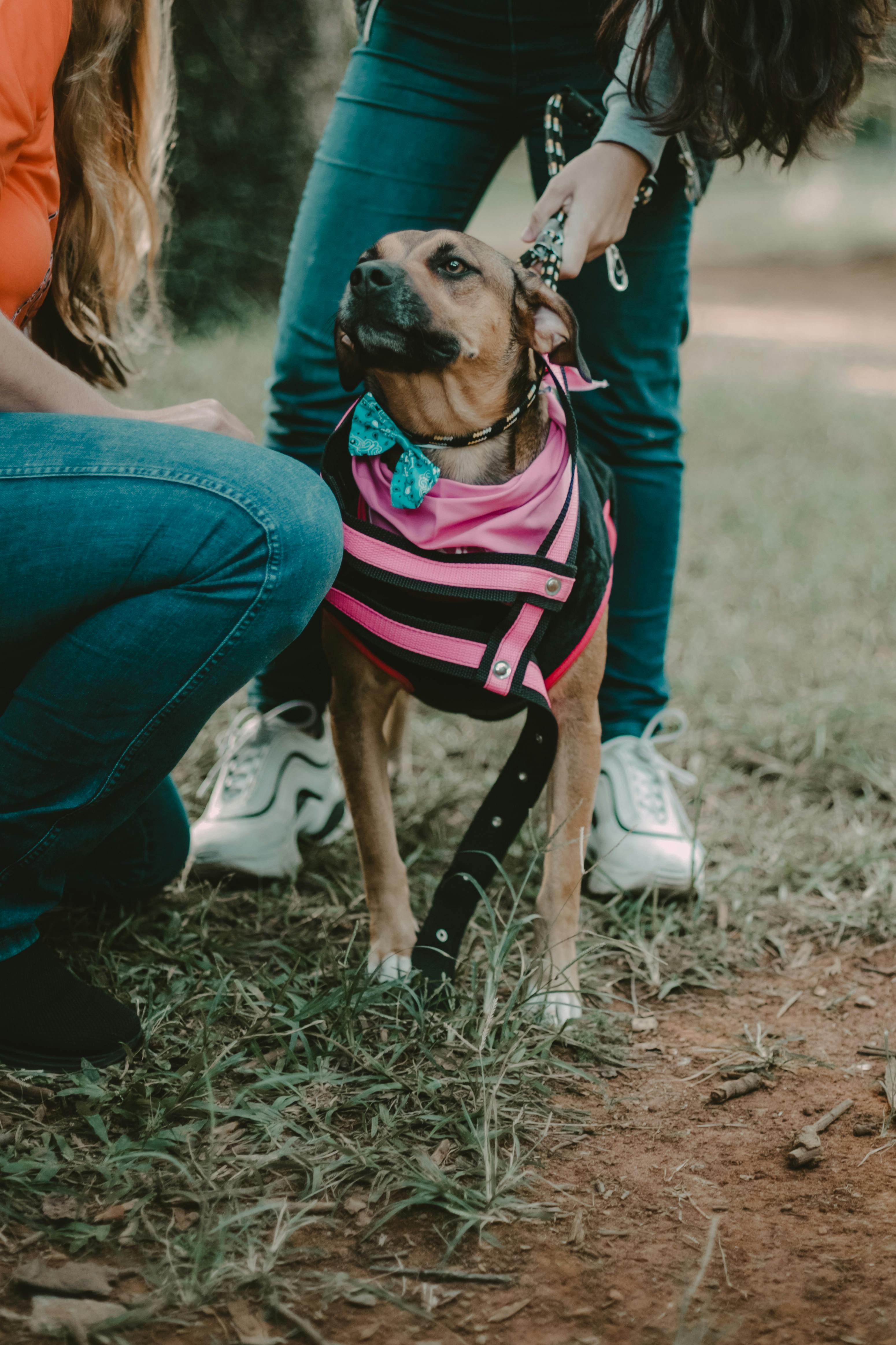 Women Holding Dog on Leash · Free Stock Photo