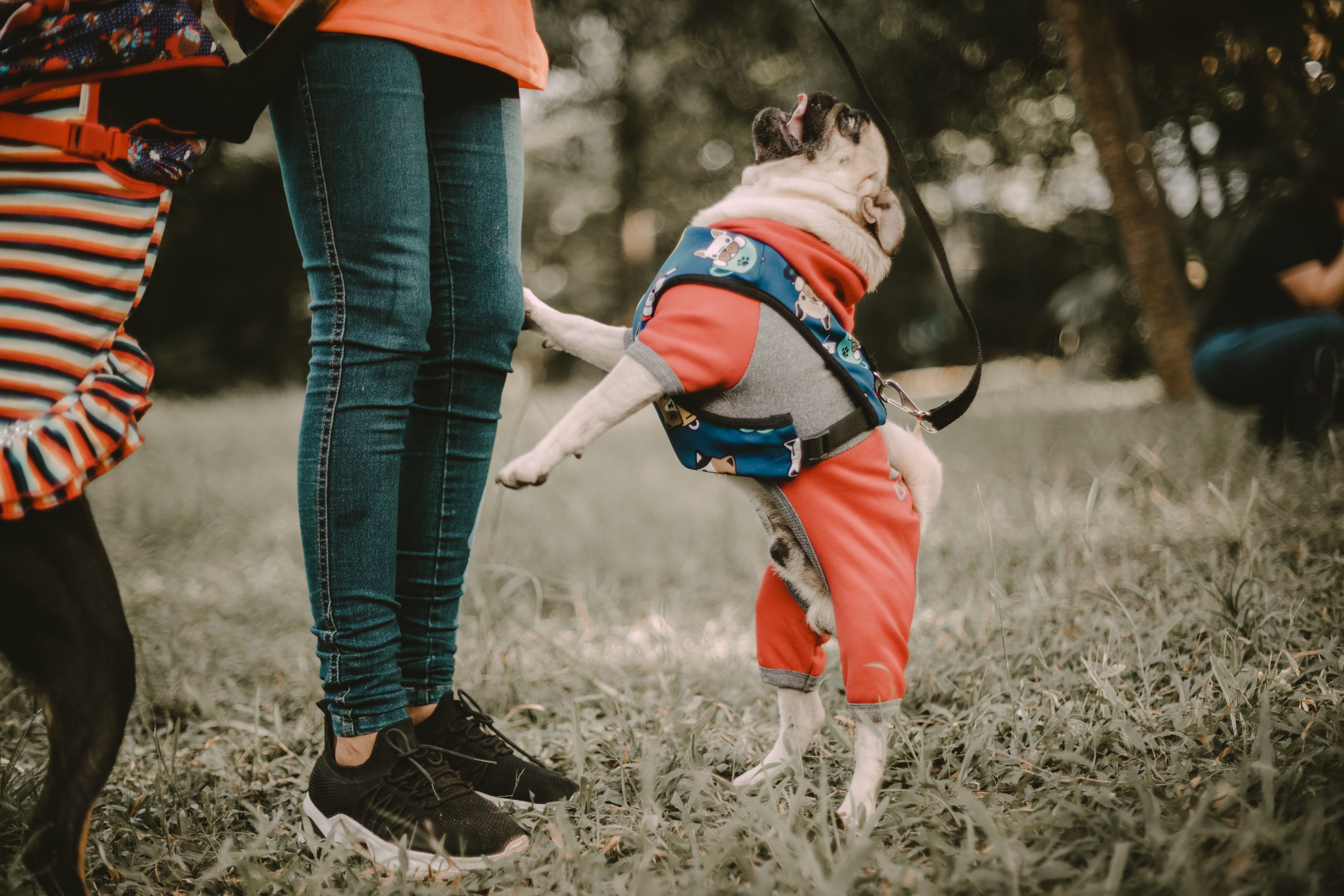 Shoes Pug Photos, Download The BEST Free Shoes Pug Stock Photos & HD Images