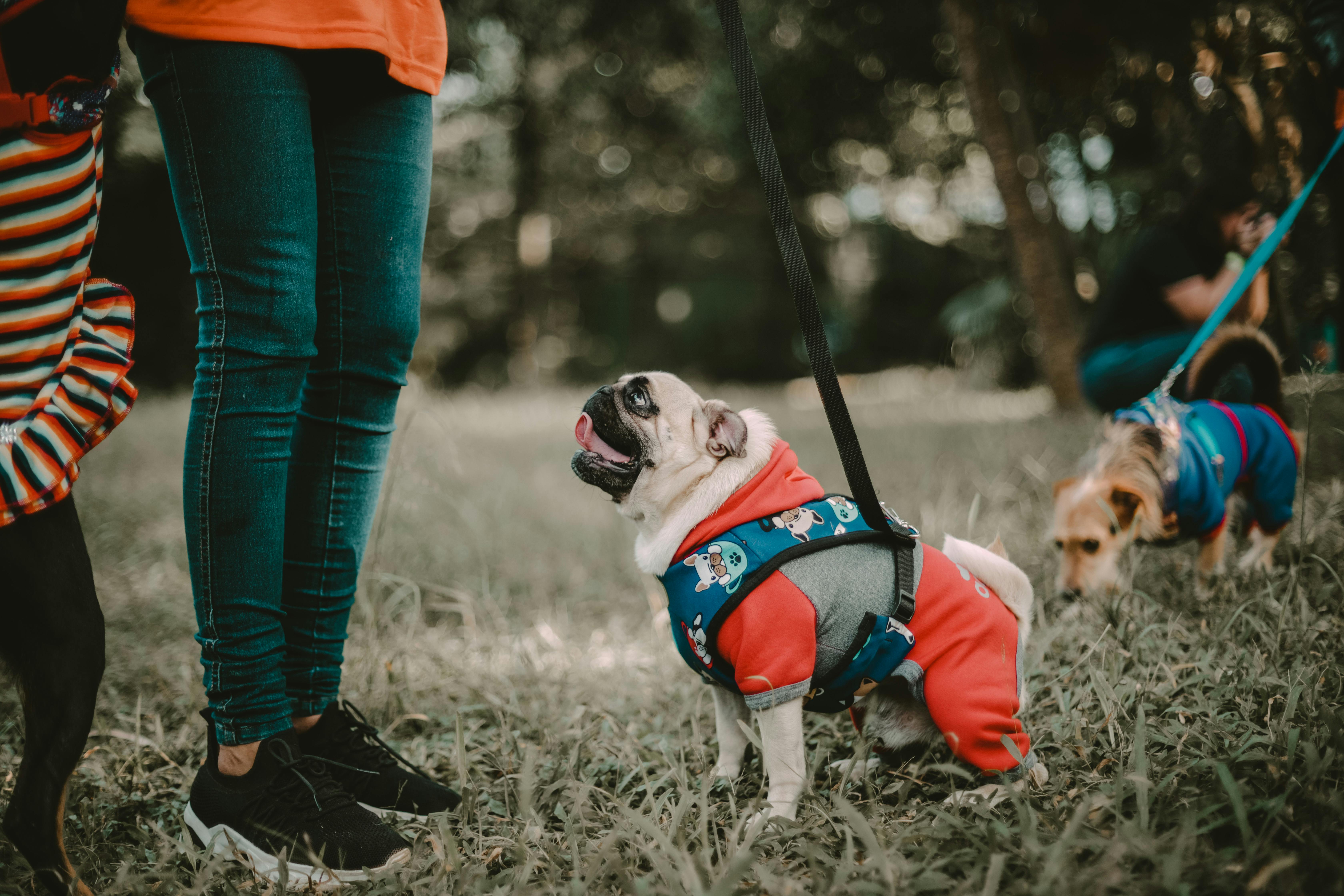 Close up of Pug in Clothes · Free Stock Photo