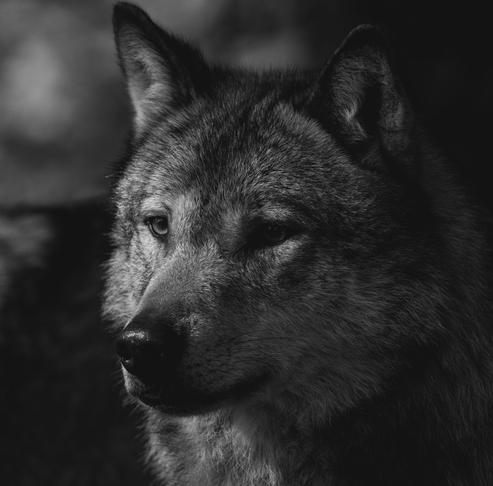 Wolf Head Photos, Download The BEST Free Wolf Head Stock Photos & HD Images