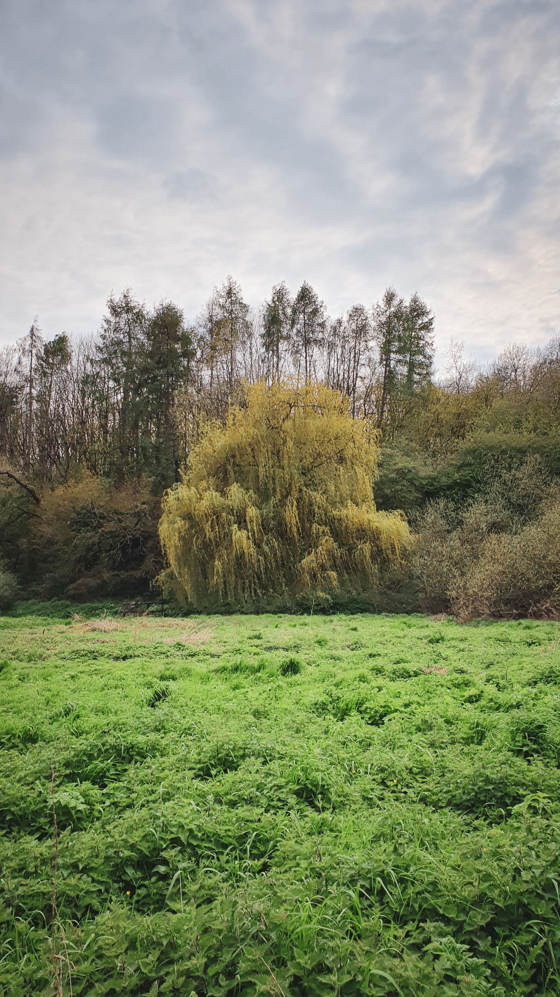 Empty Green Tall Trees · Free Stock Photo