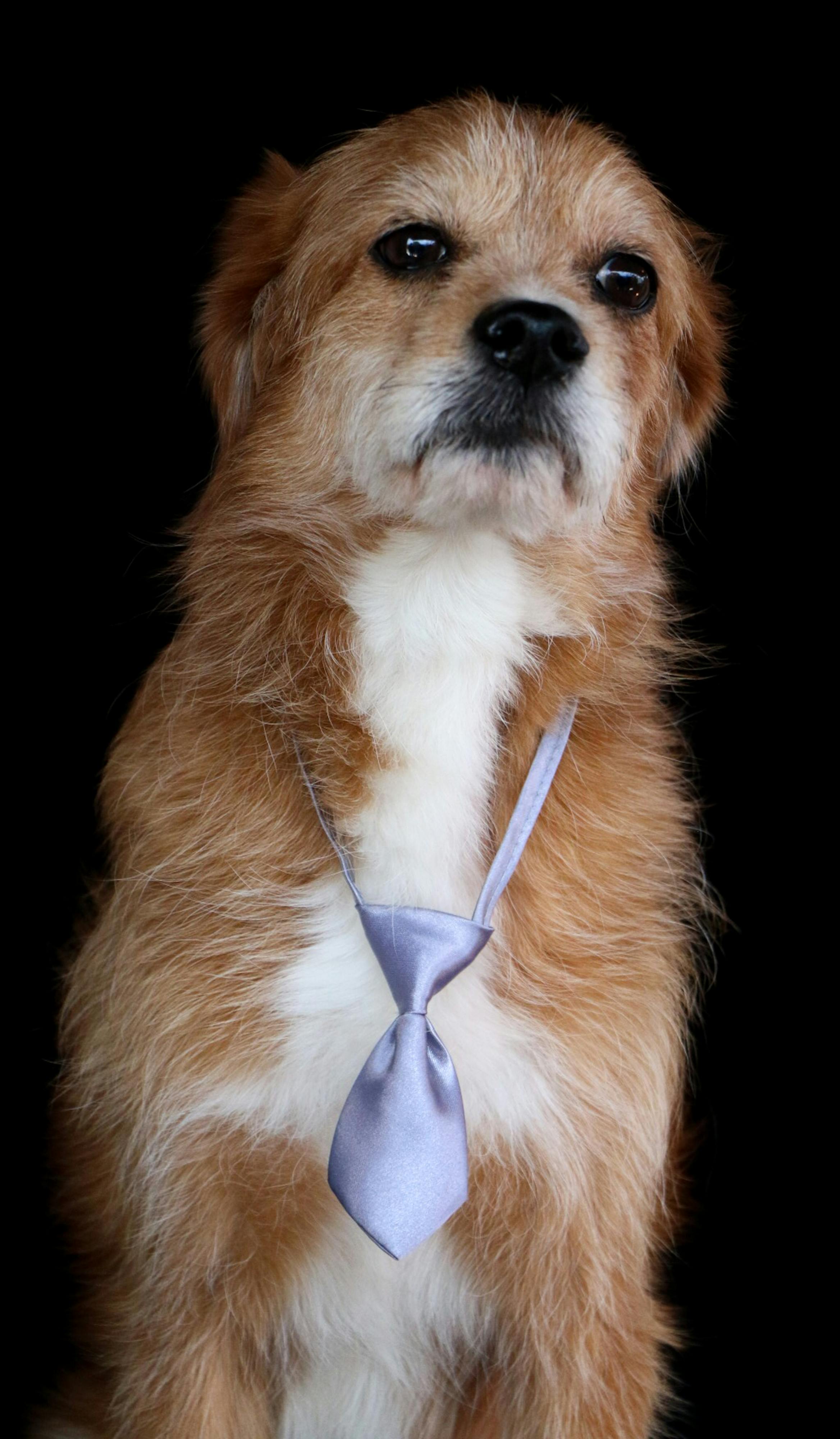 Retrato De Un Perro Con Corbata Azul · Foto de stock gratuita