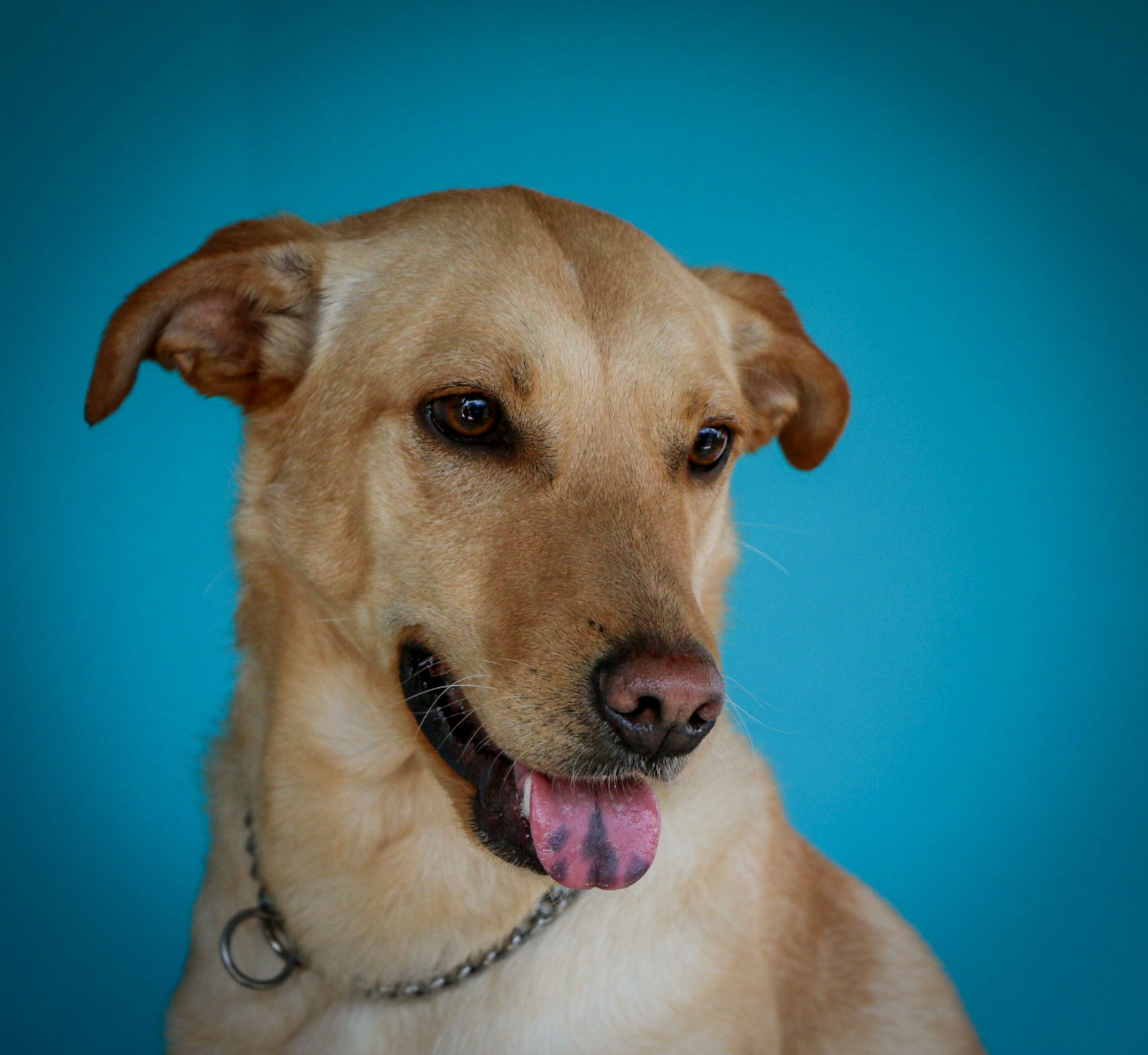 Portrait of a Dog on Blue Background · Free Stock Photo