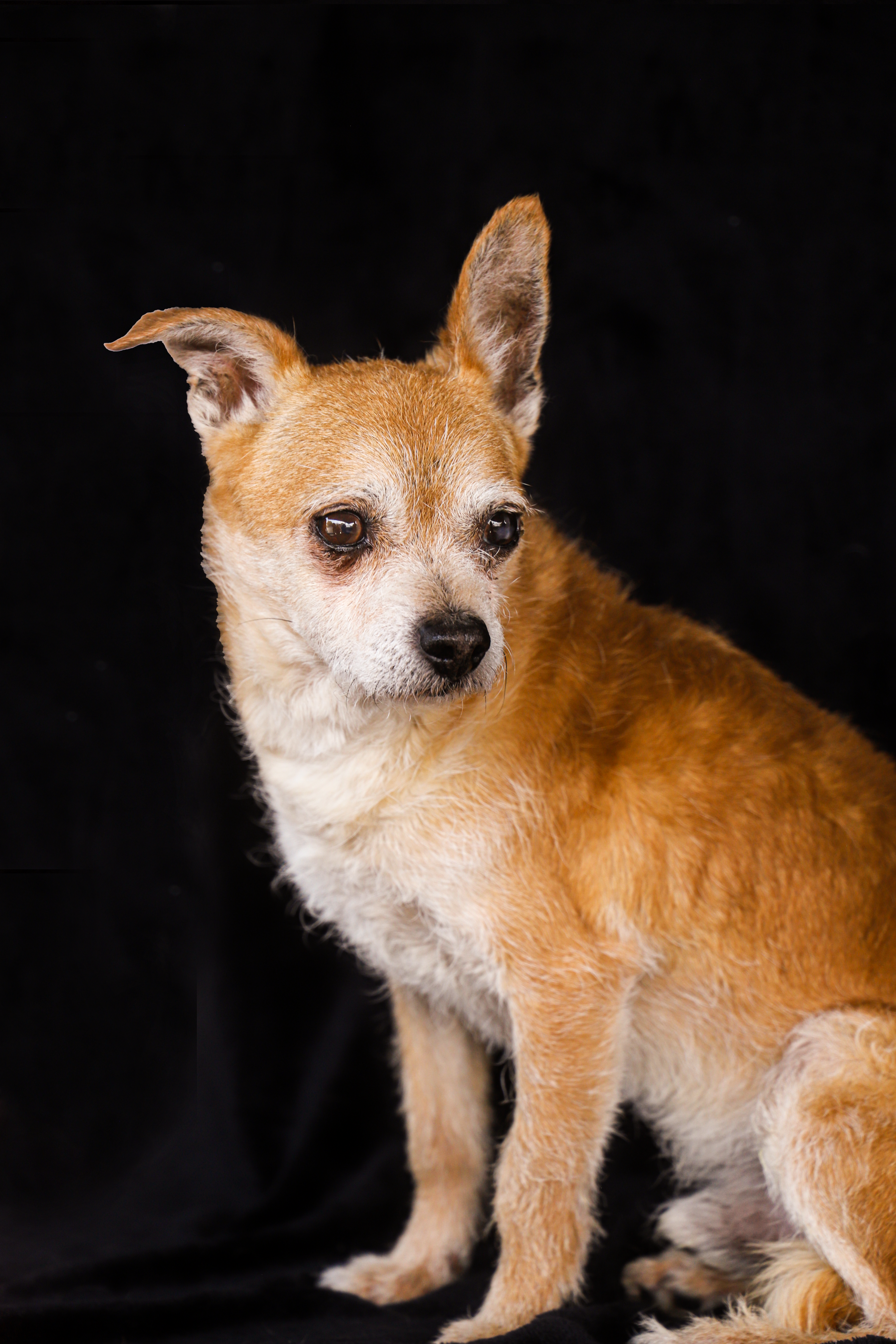 Foto de stock gratuita sobre adoption, dog, fondo negro, fotografía de ...
