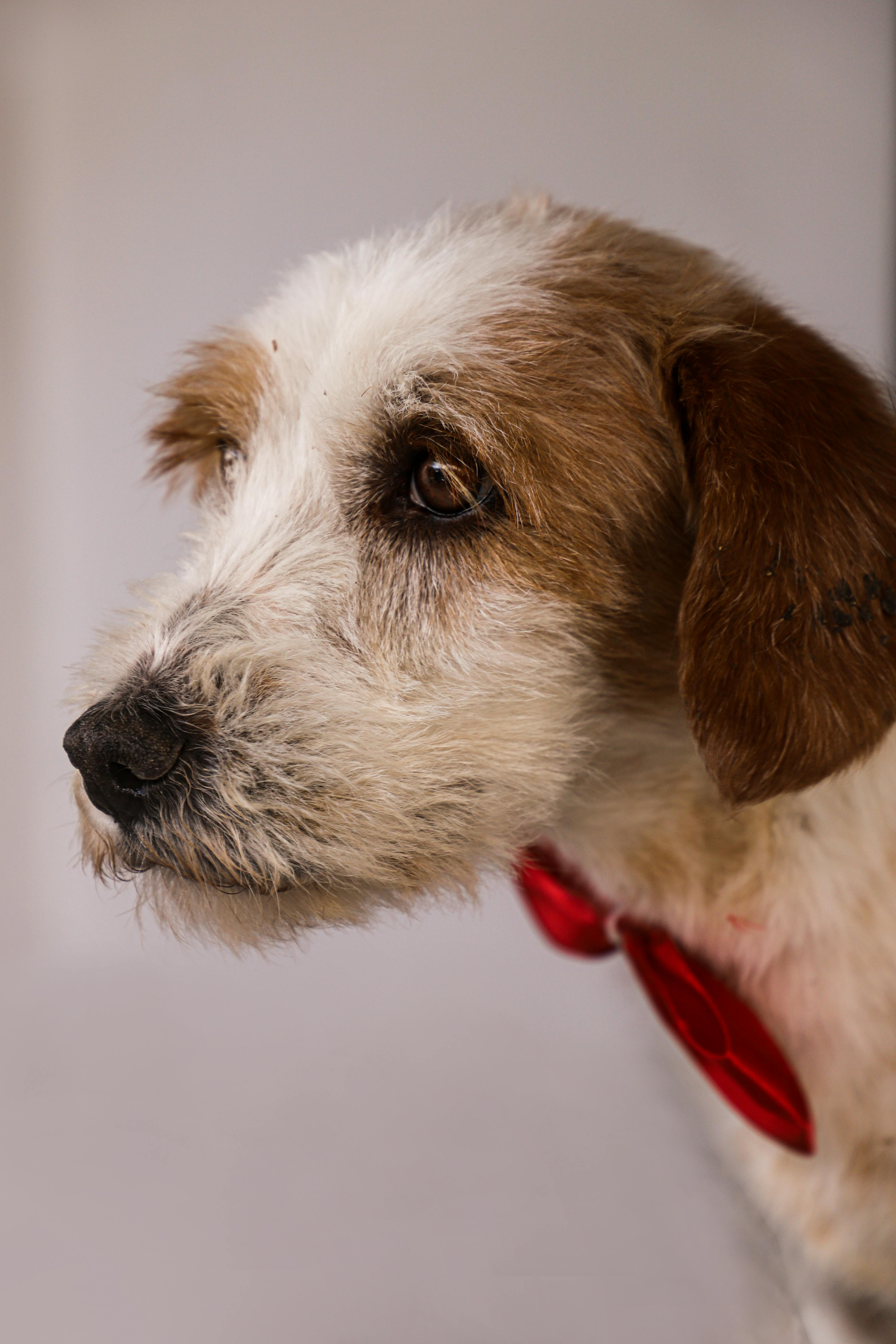 Head of Dog · Free Stock Photo