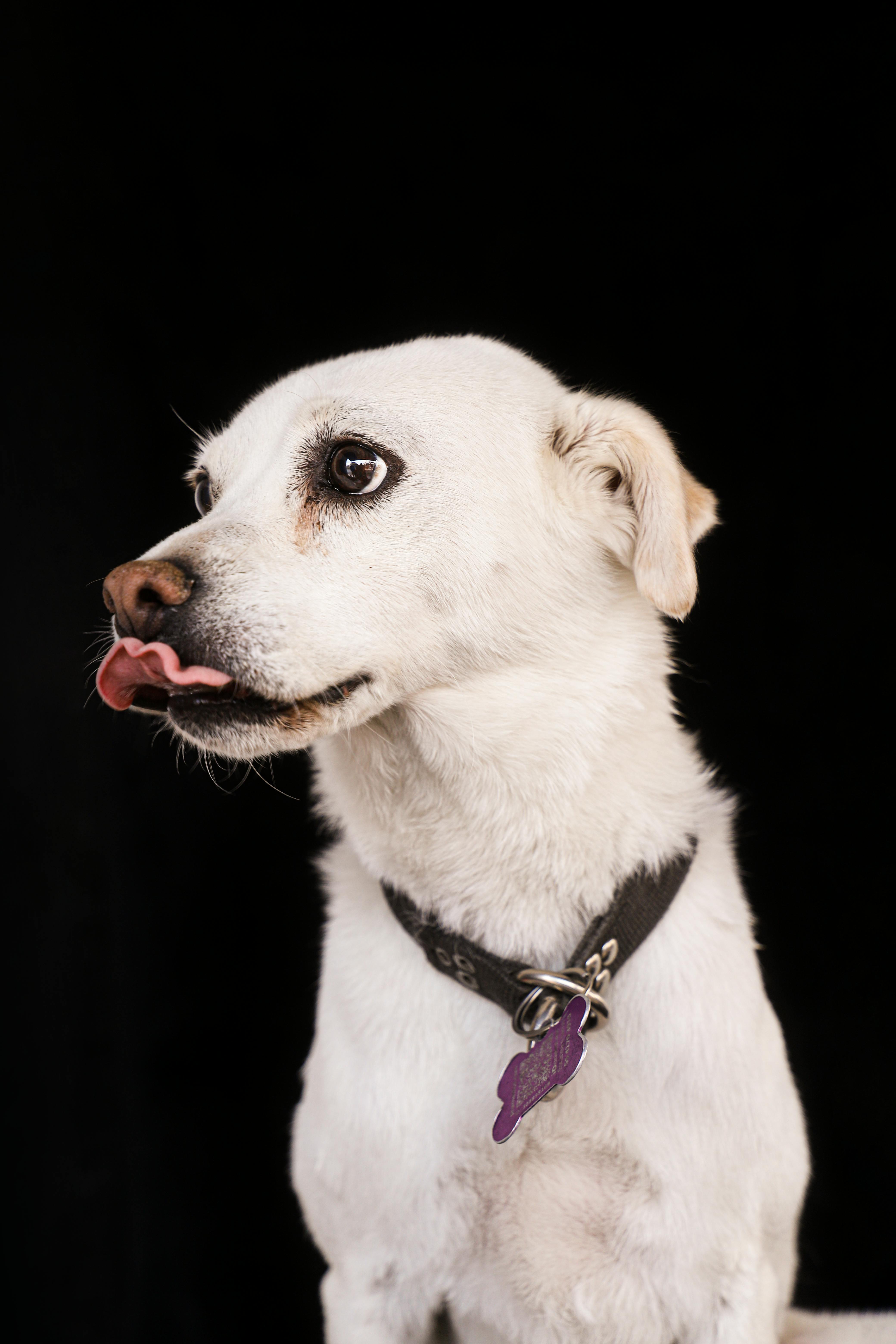 White Dog in Collar · Free Stock Photo