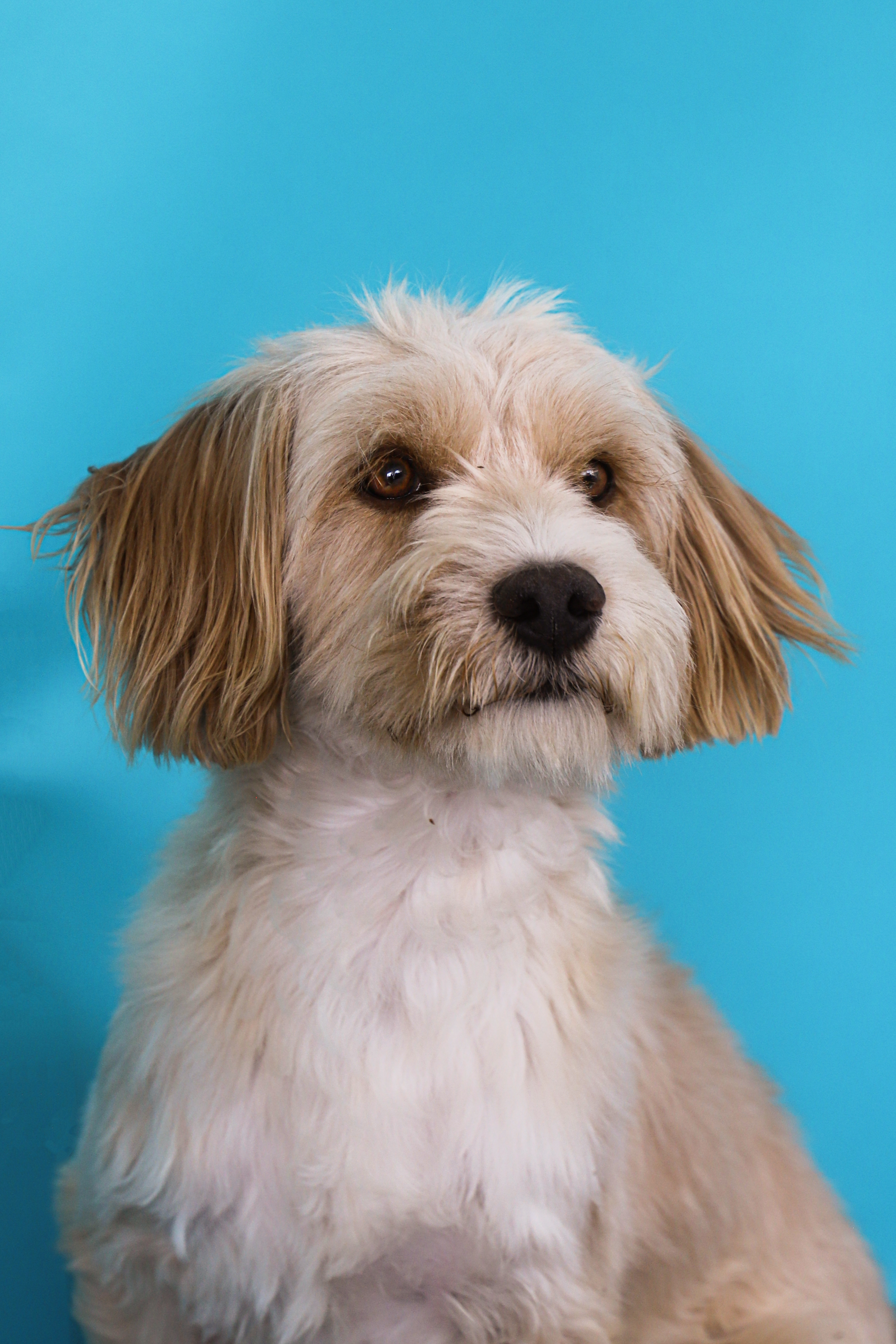 Dog on Blue Background · Free Stock Photo