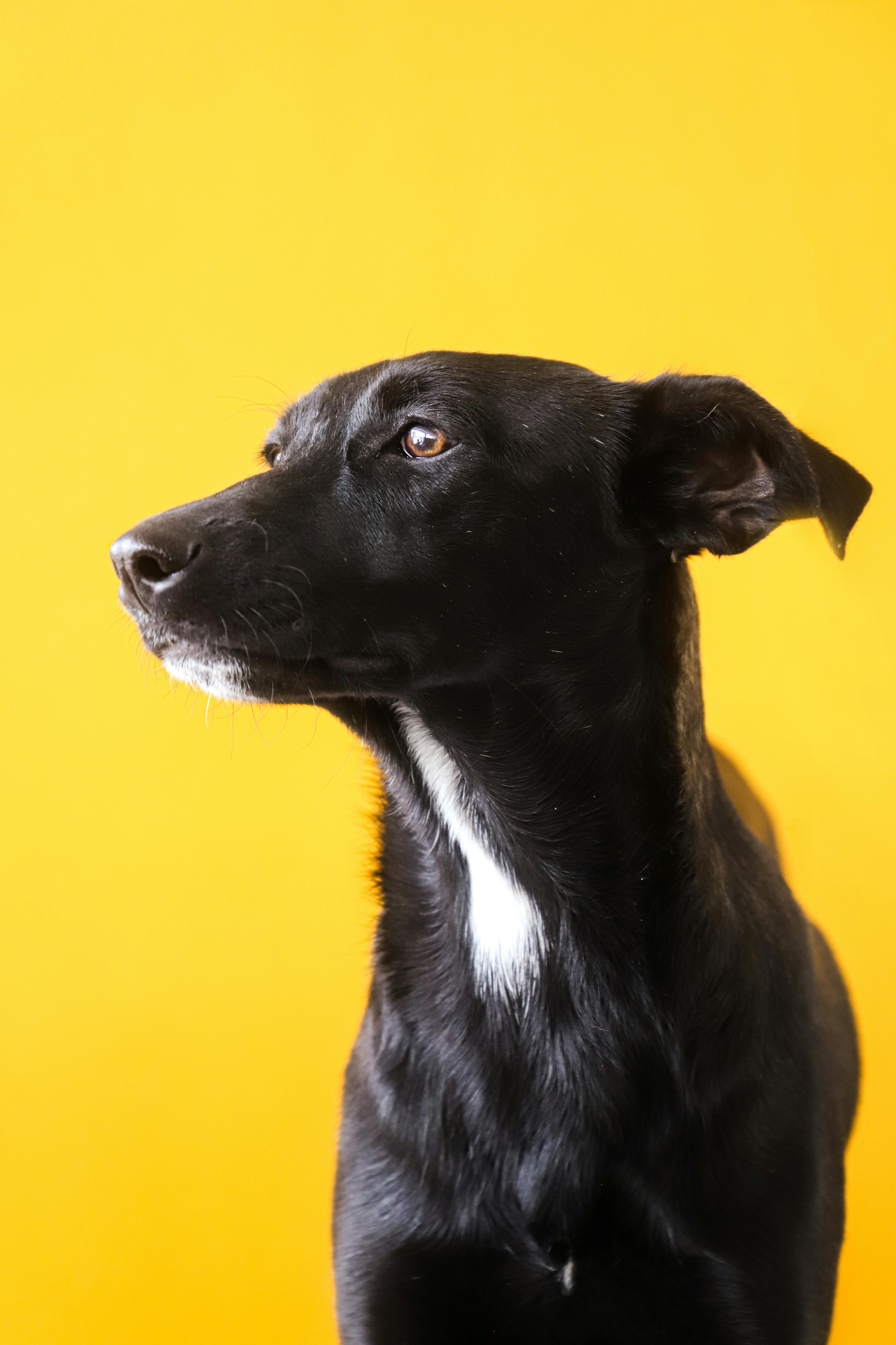 Portrait of Black Dog · Free Stock Photo