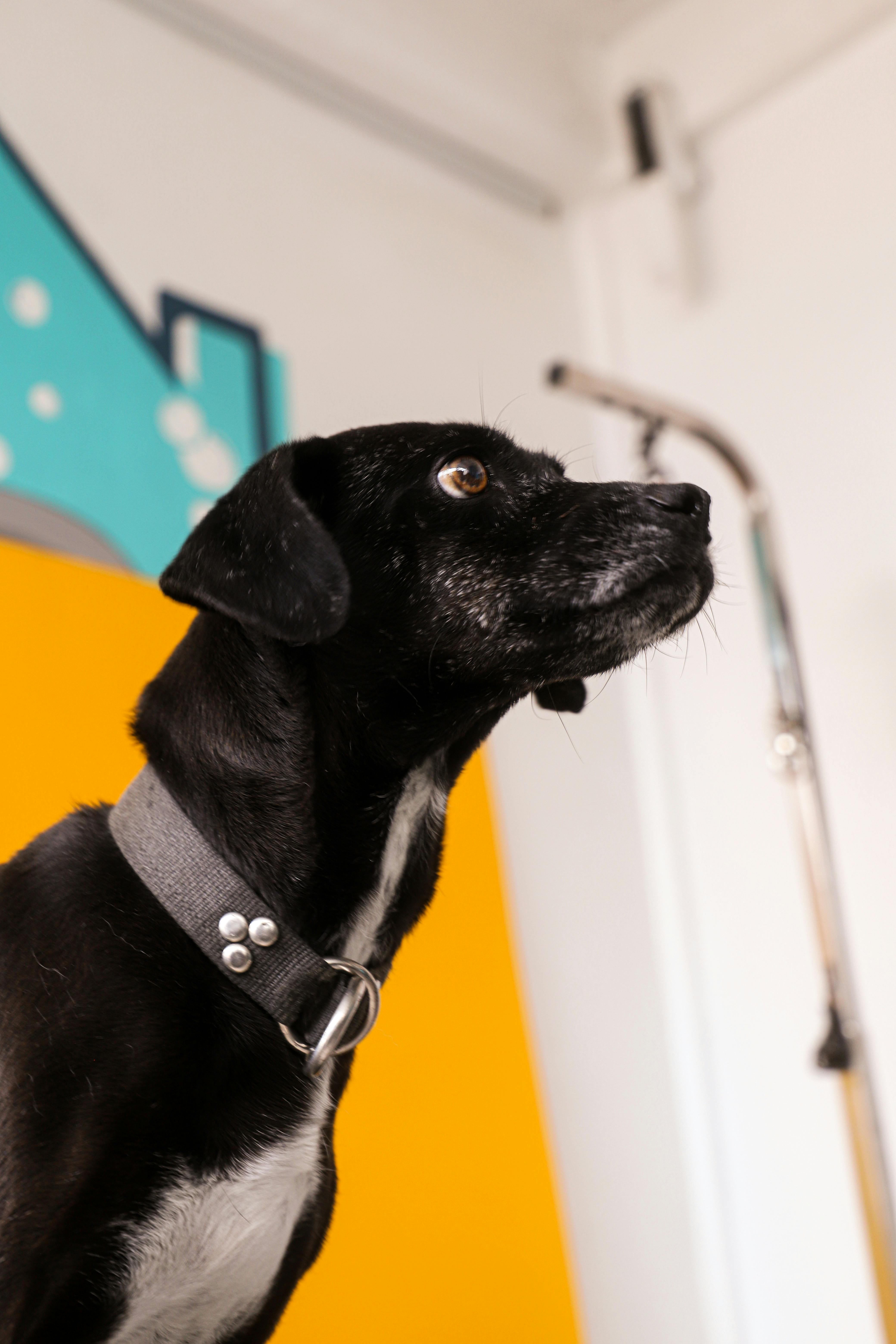 Foto de stock gratuita sobre adentro, adobe photoshop, adoption, alerta ...