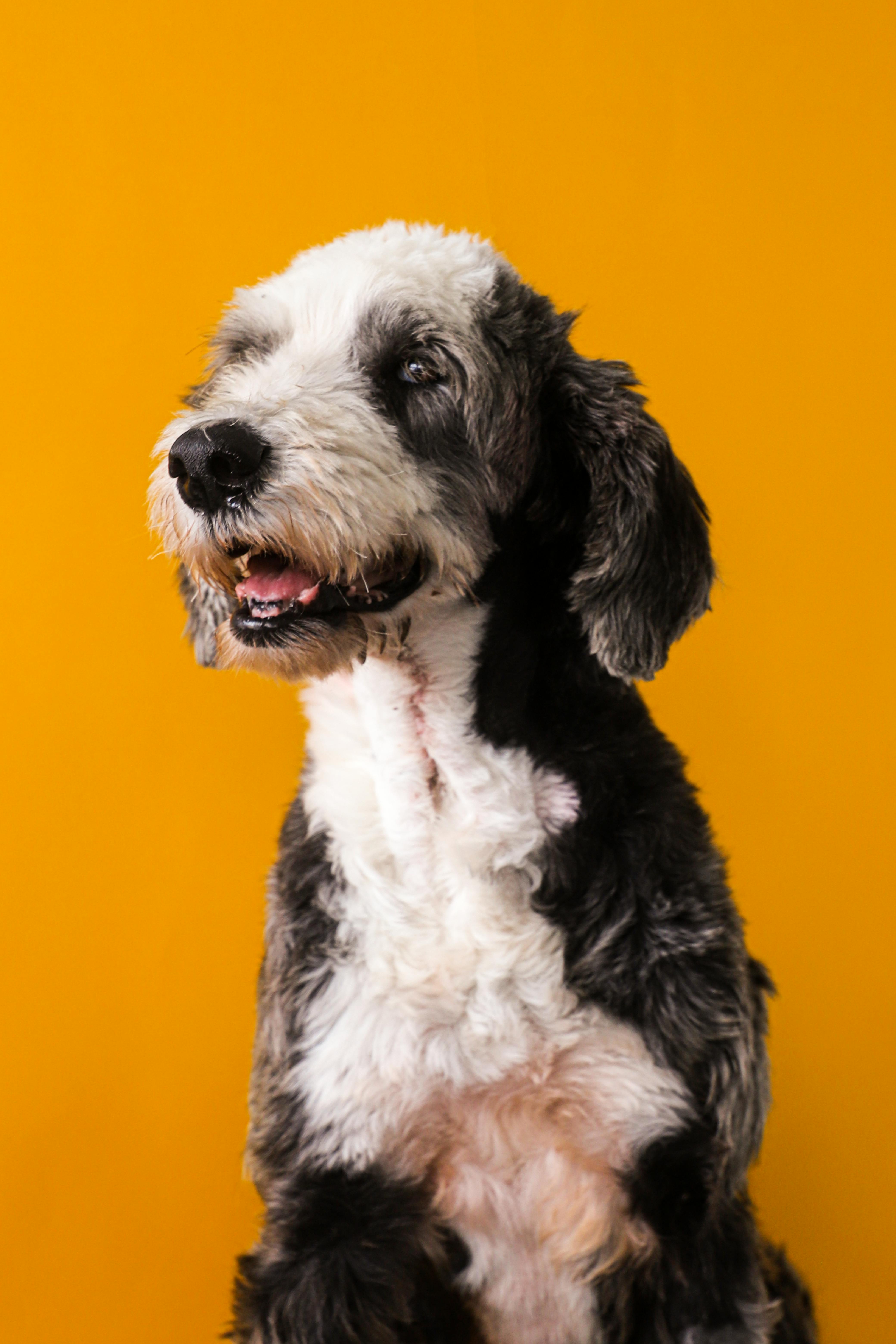 Dog on Yellow Background · Free Stock Photo