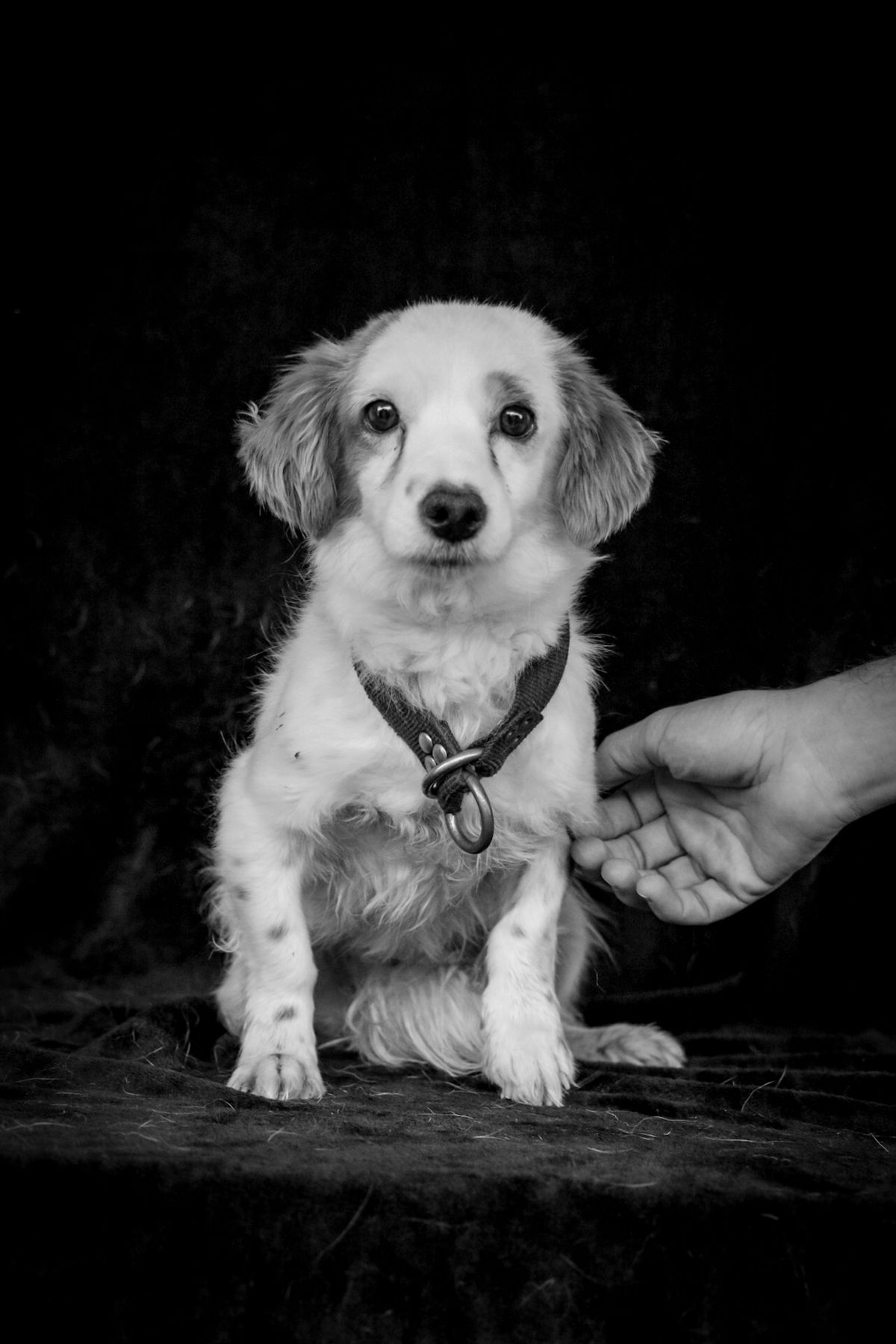 Small Dog All Types Photos, Download The BEST Free Small Dog All Types ...