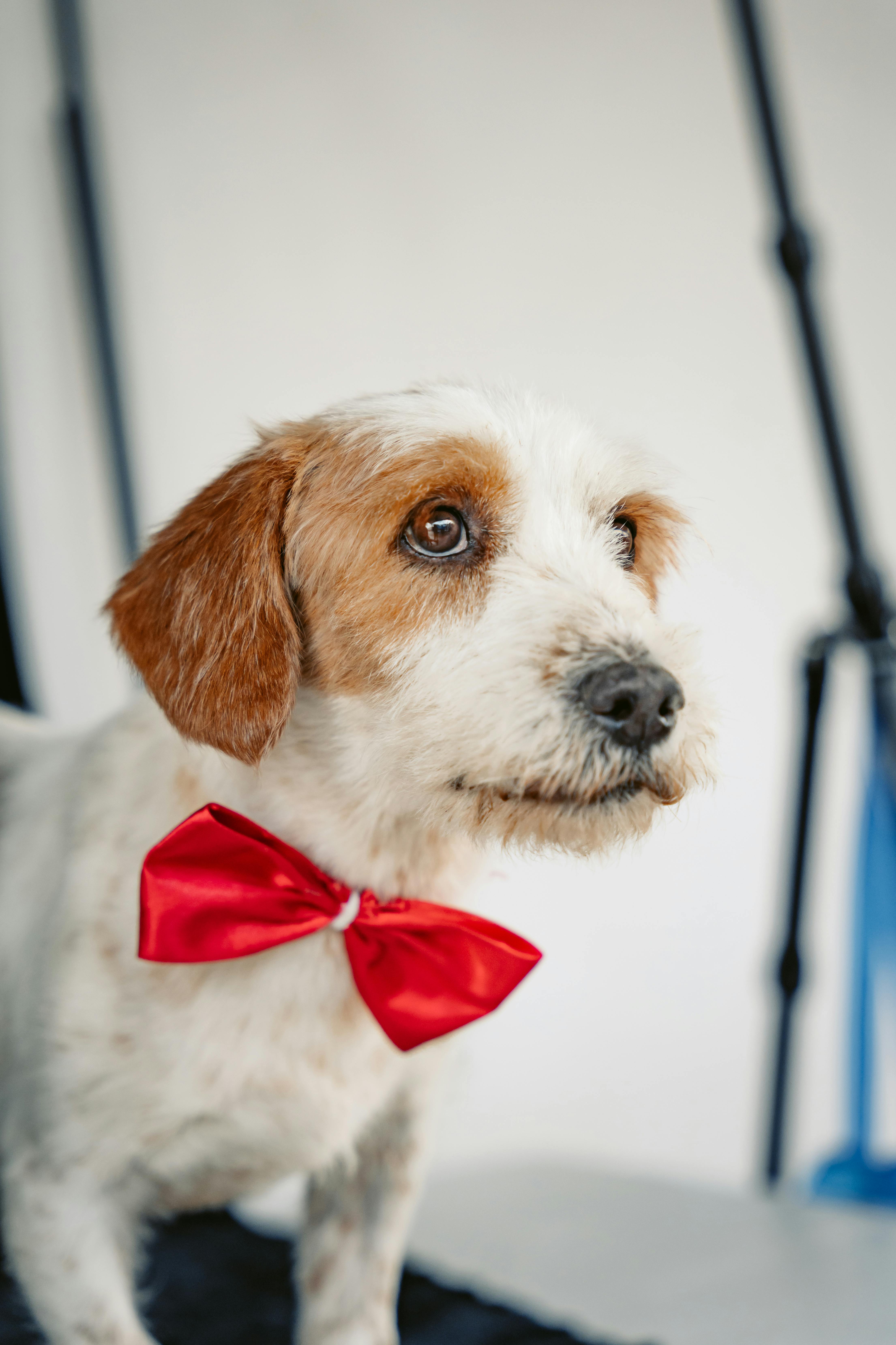 Dog in Bow-tie · Free Stock Photo