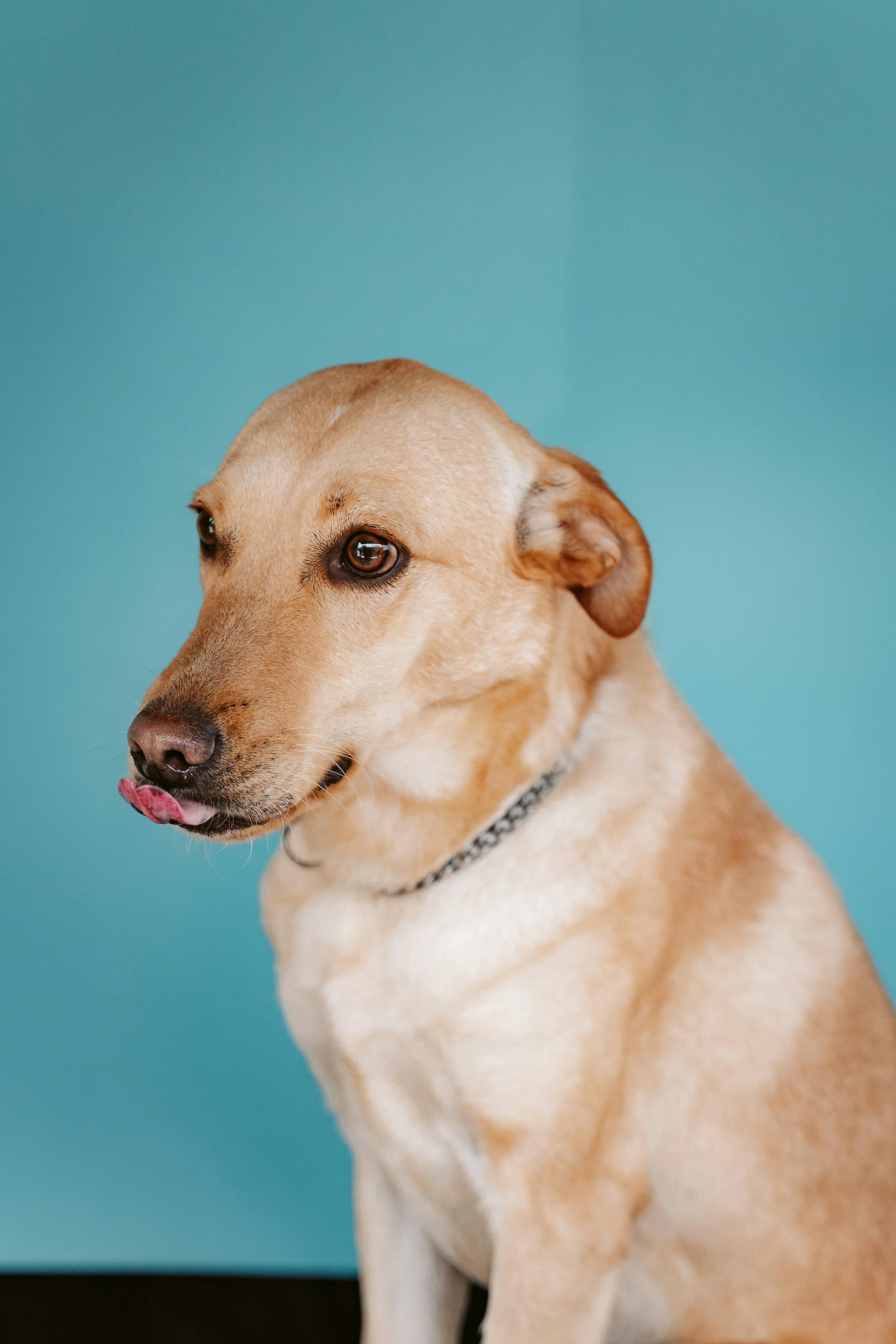 Close up of Sitting Dog · Free Stock Photo