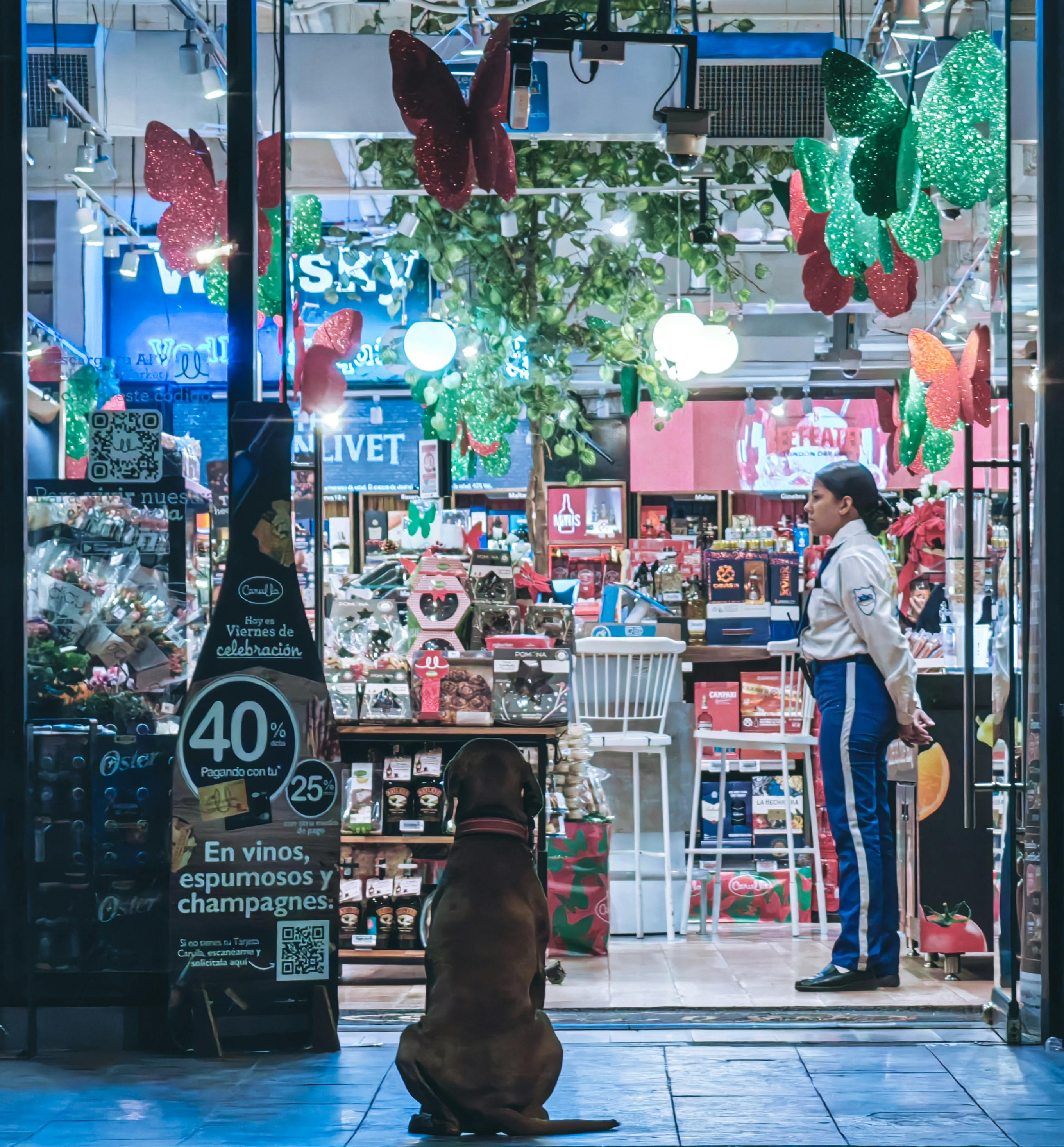 Dog Sitting in Store Entrance · Free Stock Photo
