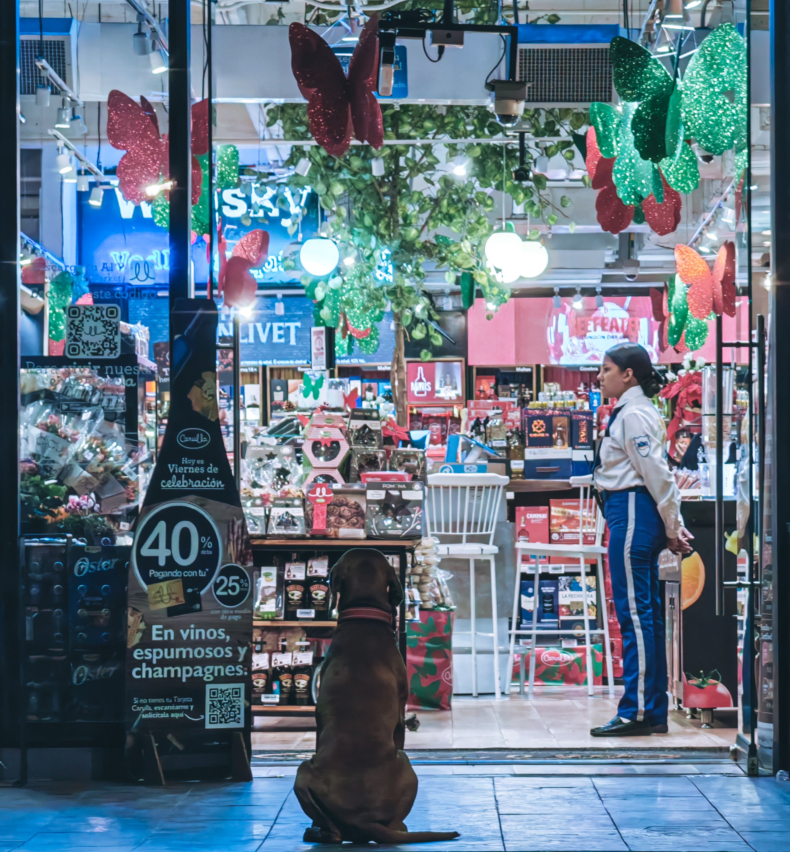 Dog Sitting in Store Entrance · Free Stock Photo