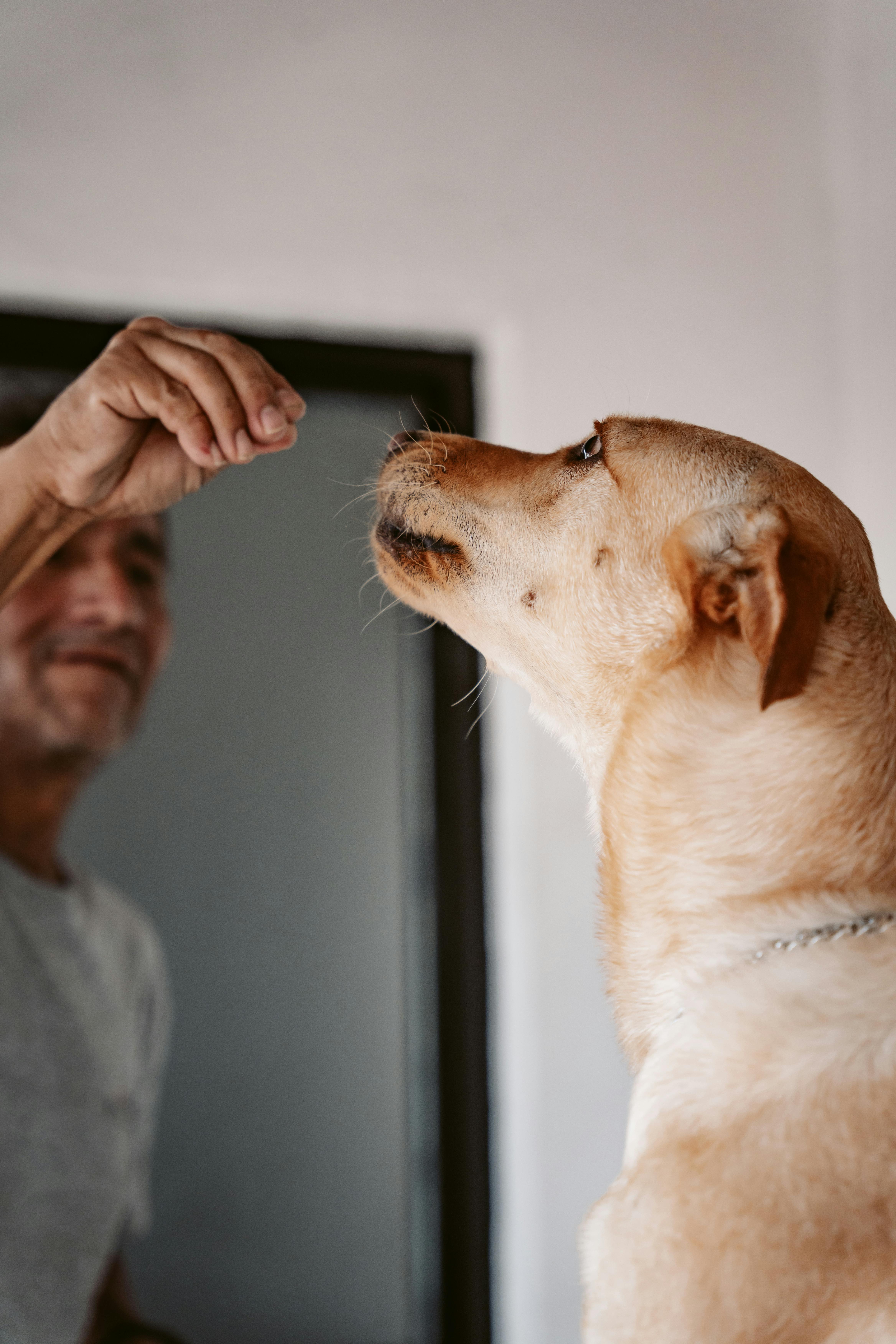 Man Hand over Dog Head · Free Stock Photo