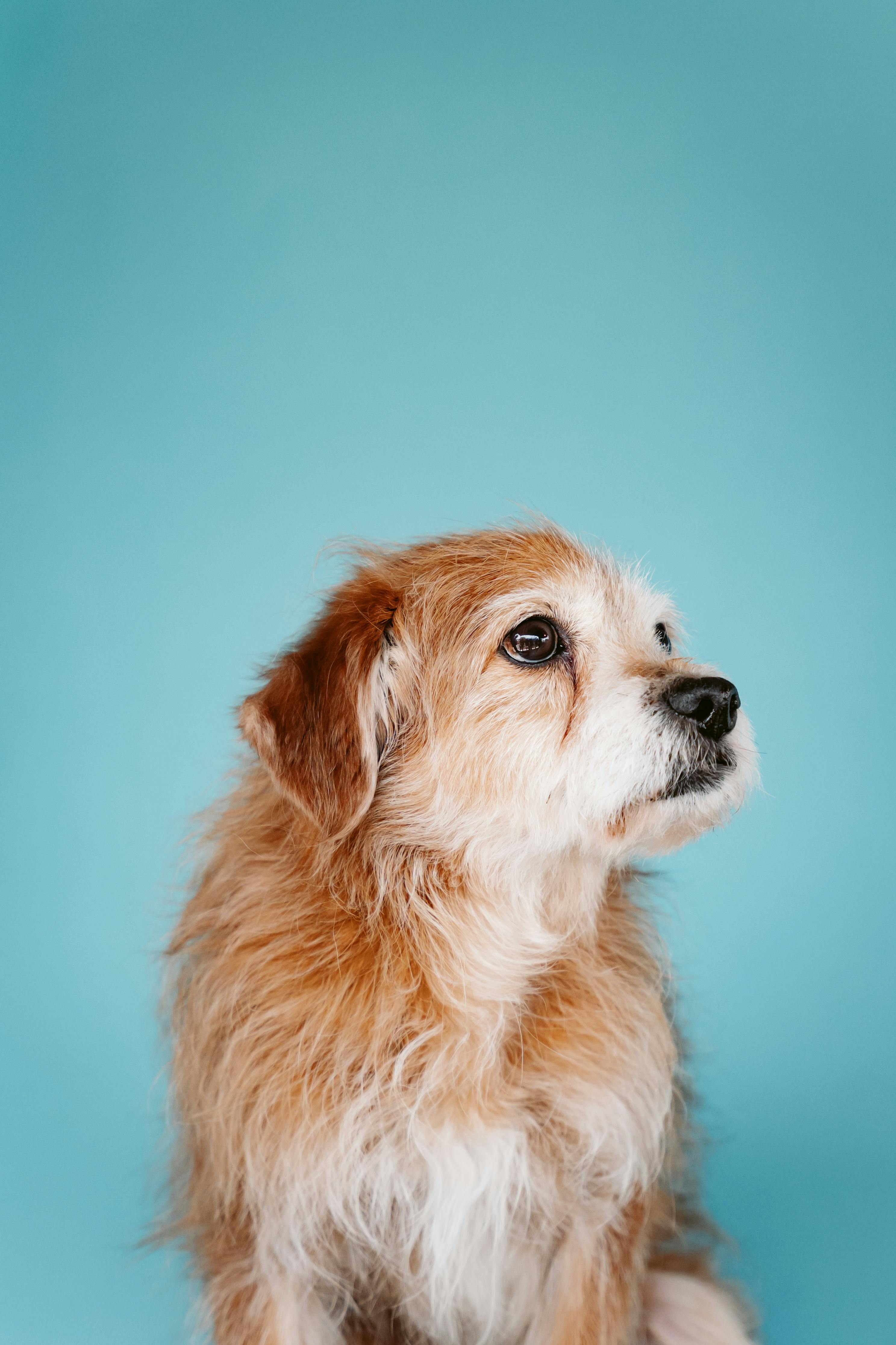 Blue Background Pet Photos Photos, Download The BEST Free Blue ...