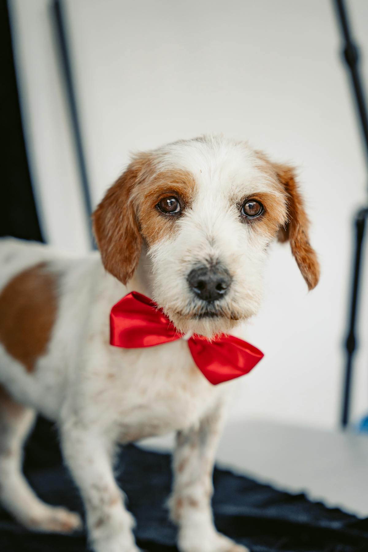 Doggy Style Photos, Download The BEST Free Doggy Style Stock Photos ...