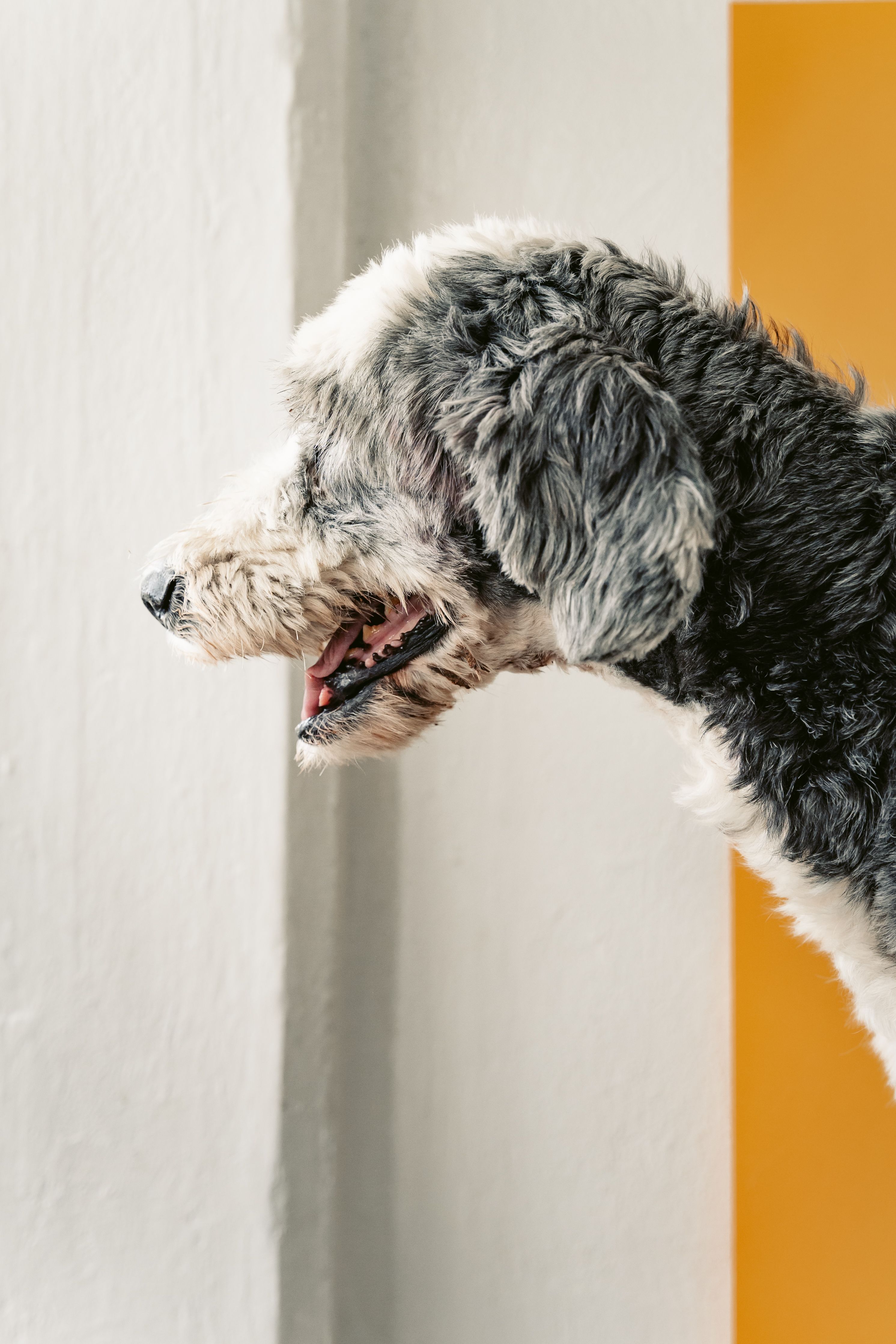 Poodle Face Photos, Download The BEST Free Poodle Face Stock Photos ...