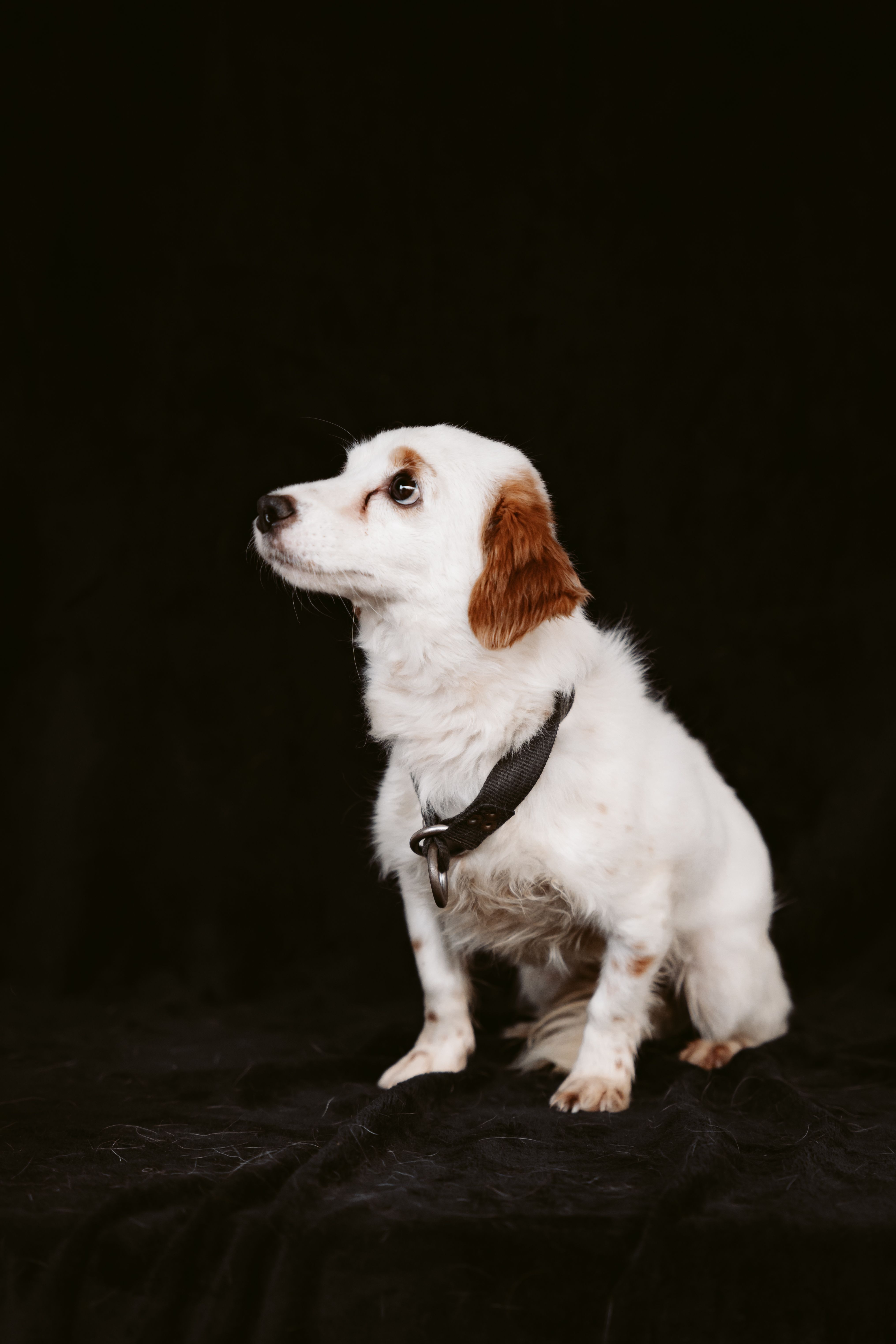 Portrait of a White Dog Sitting against a Black Background · Free Stock ...
