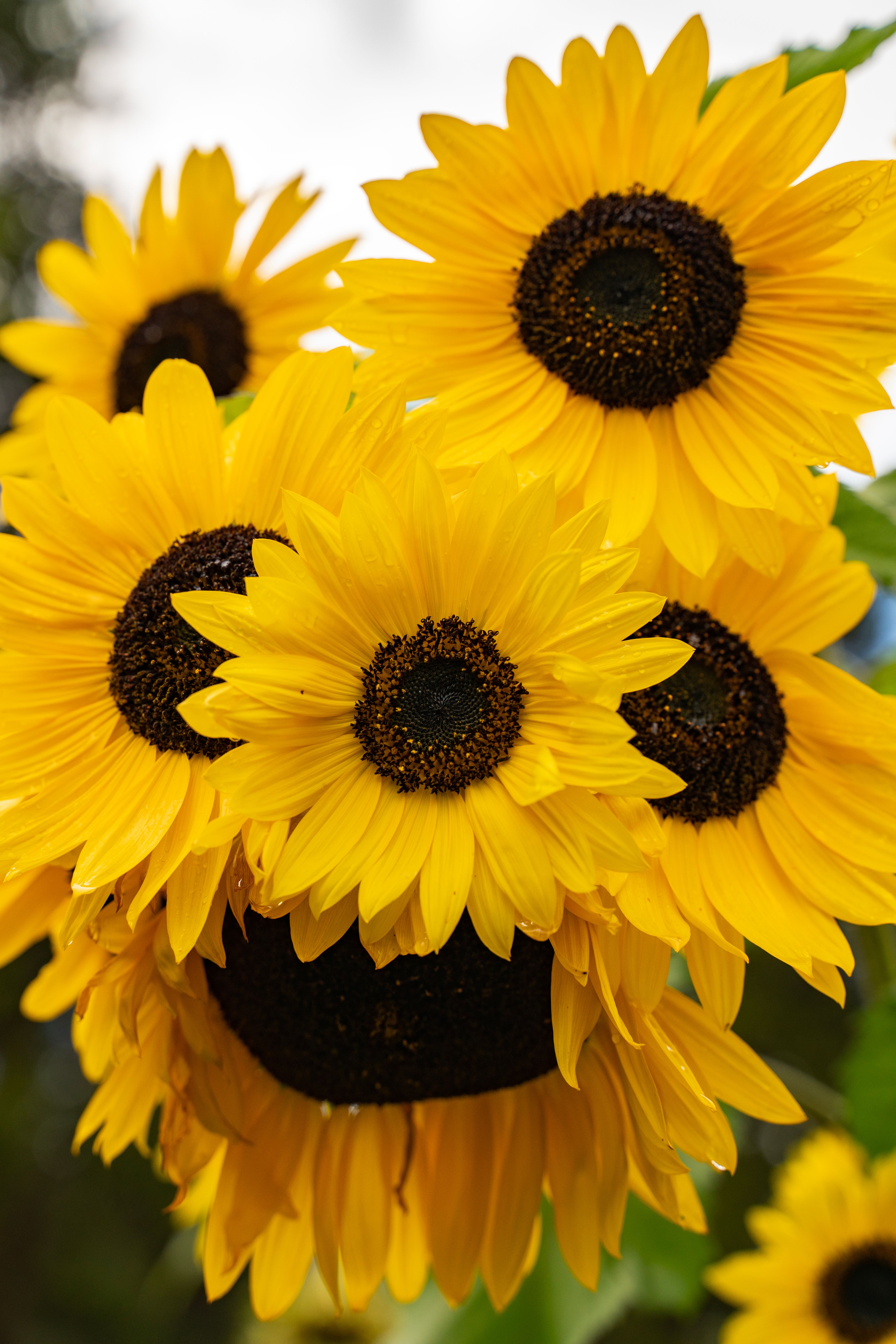 Bunch of Blooming Sunflowers · Free Stock Photo