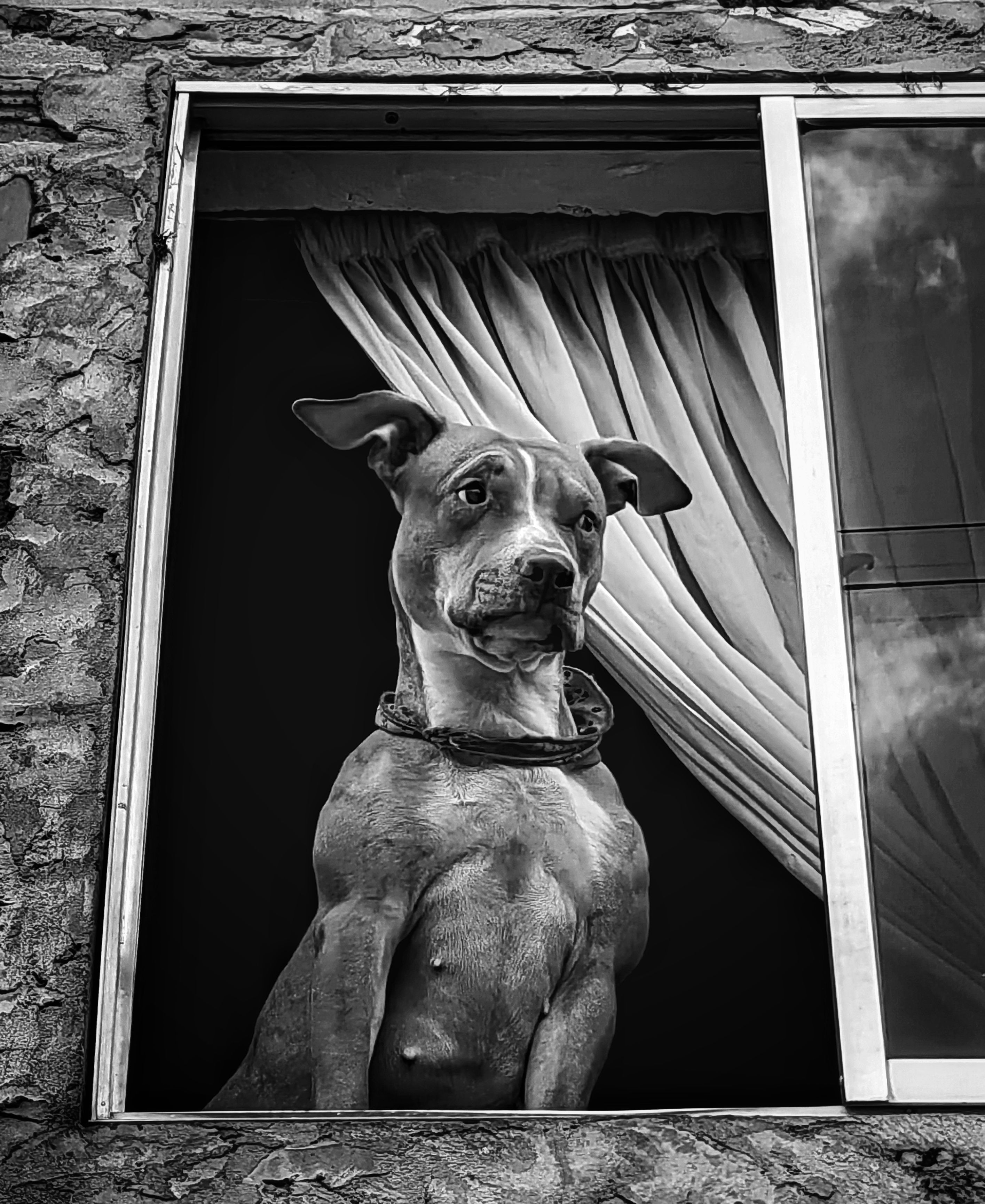 Dog Standing in the Window · Free Stock Photo