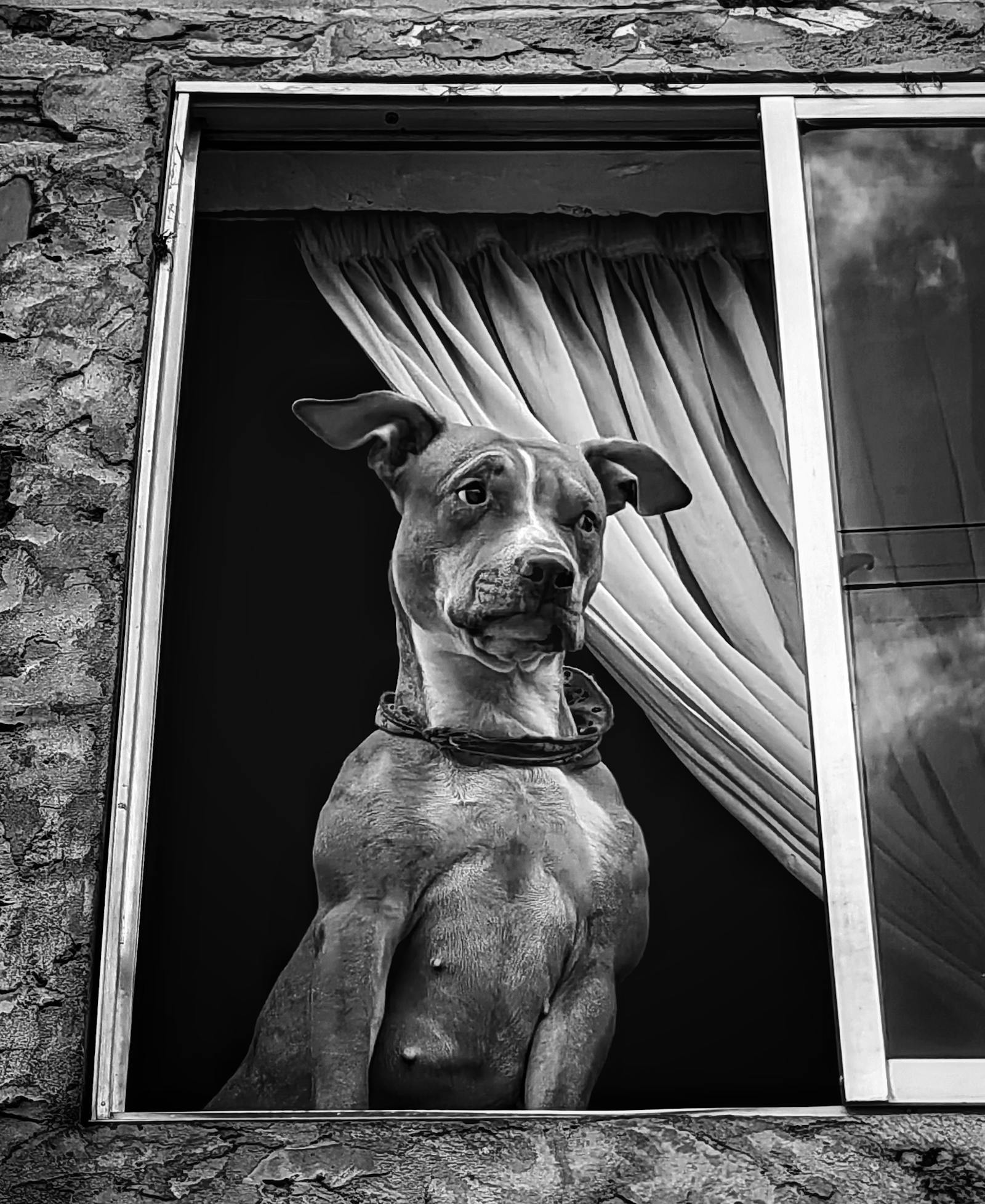 Staff Dog Photos, Download The BEST Free Staff Dog Stock Photos & HD Images