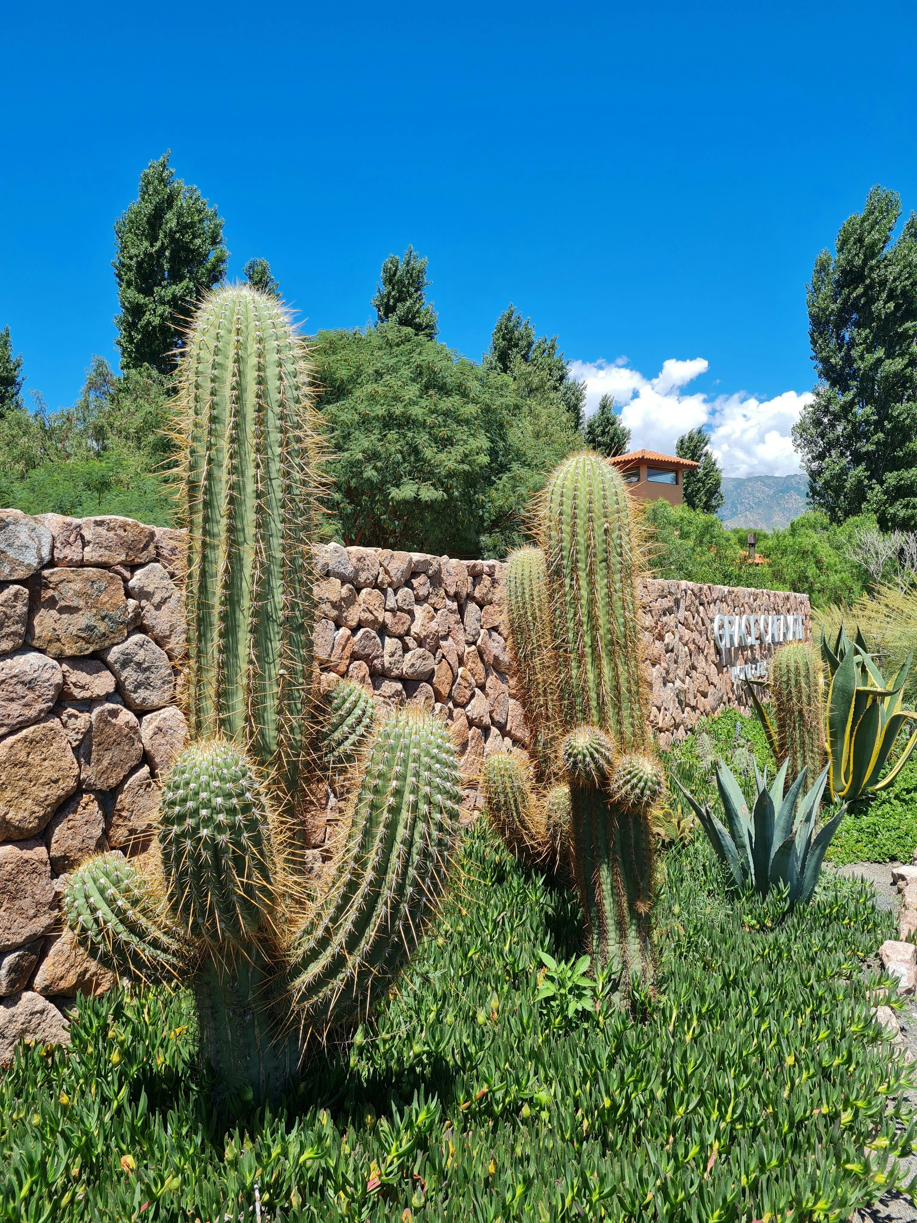 Cactus Plants near Wall · Free Stock Photo