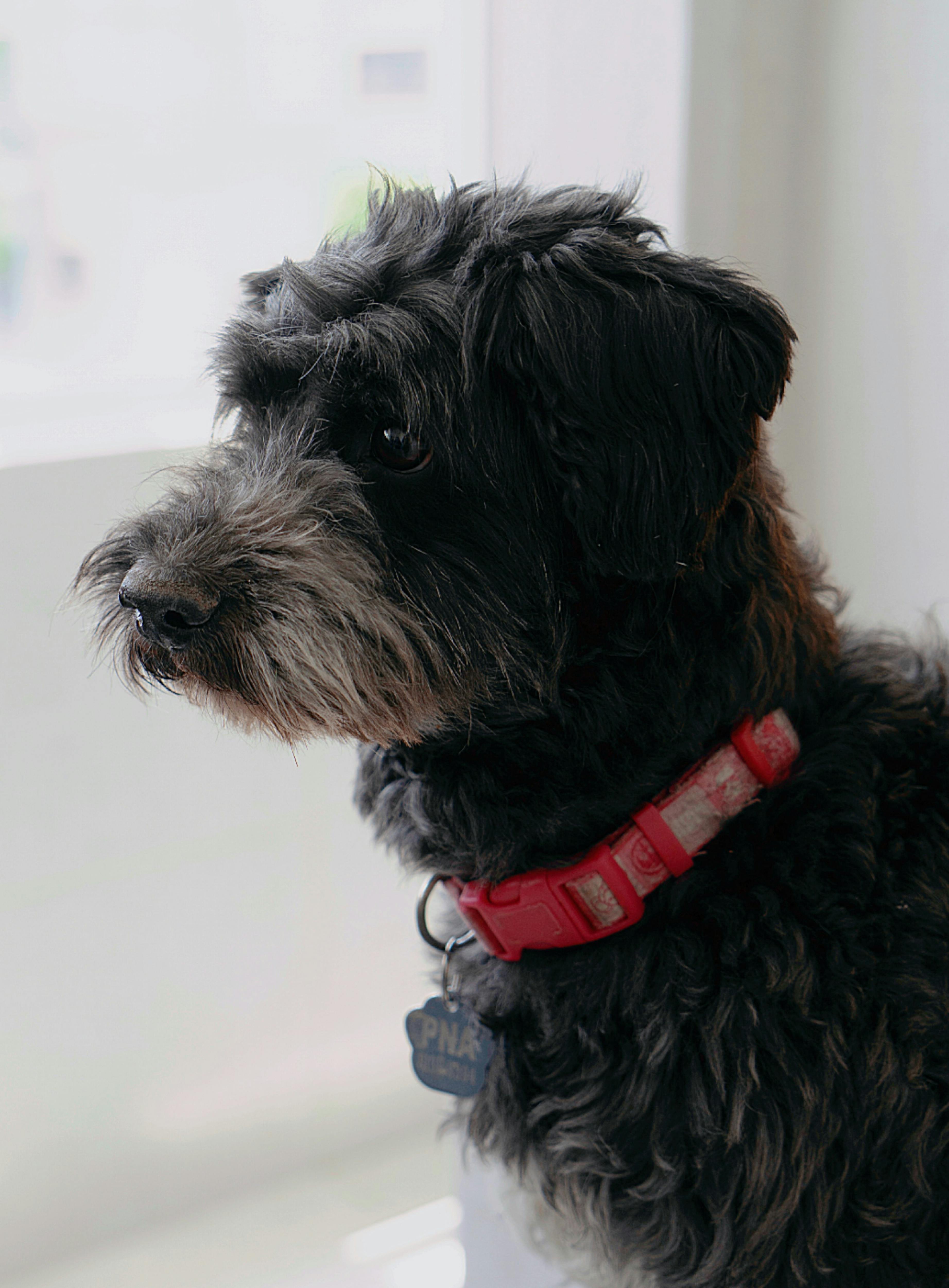 Collar Photos, Download The BEST Free Collar Stock Photos & HD Images