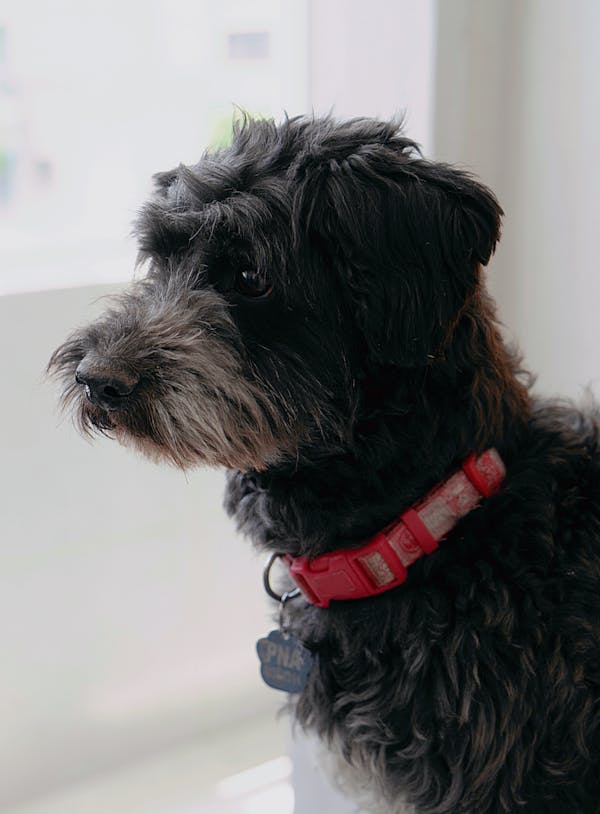 Collar Photos, Download The BEST Free Collar Stock Photos & HD Images