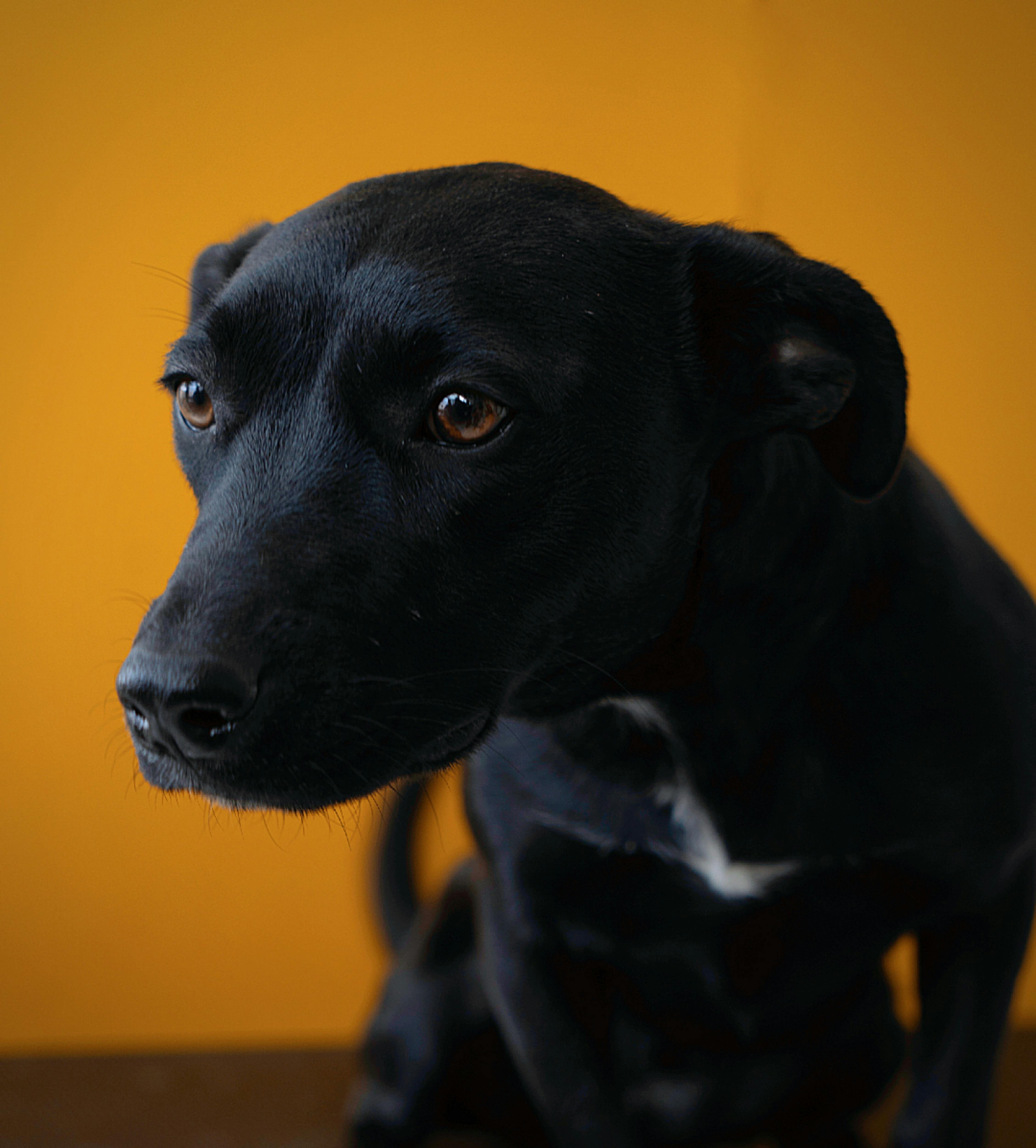 Portrait of a Black Dog · Free Stock Photo