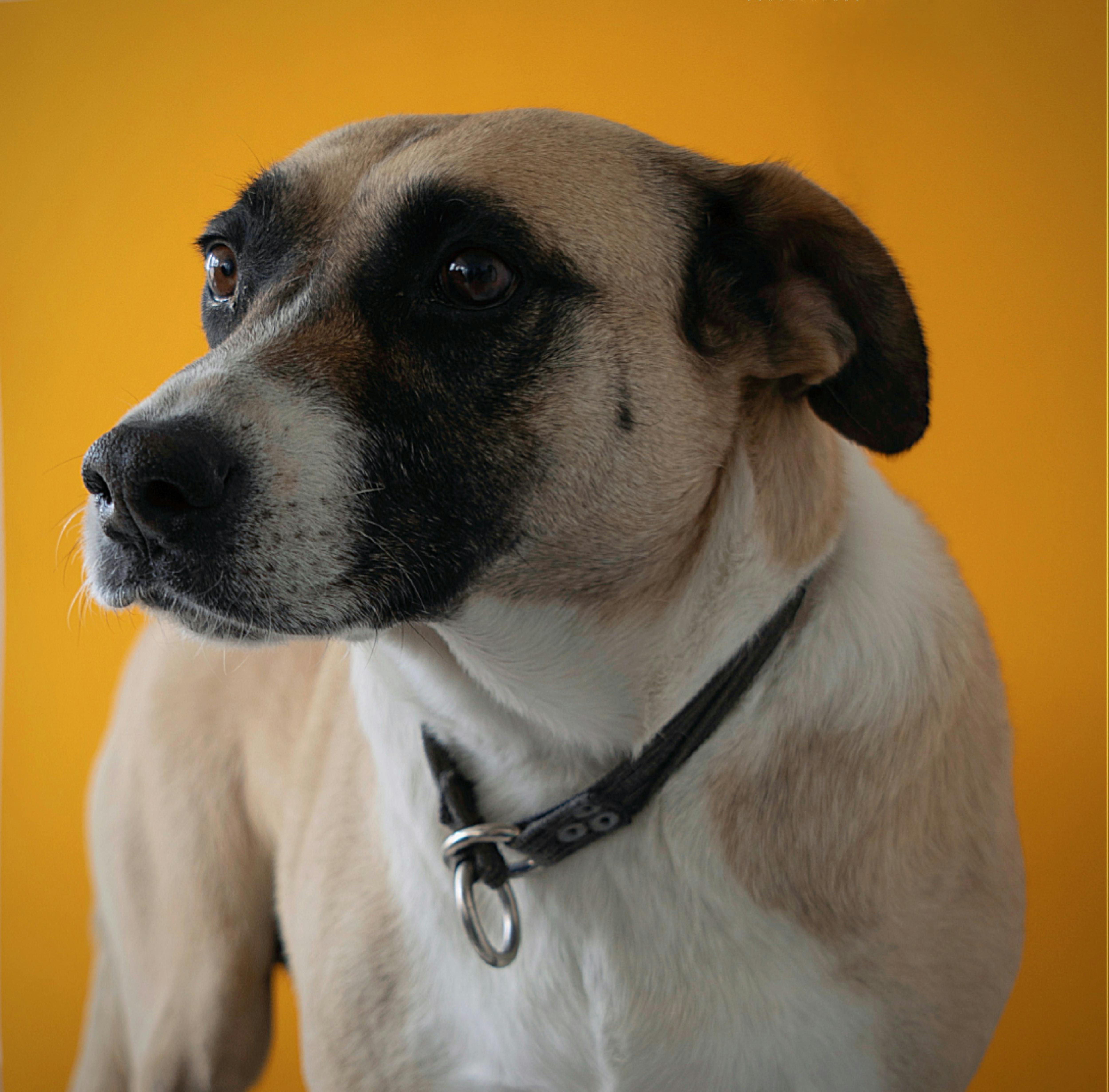 Animated Portrait Backgrounds Photos, Download The BEST Free Animated ...