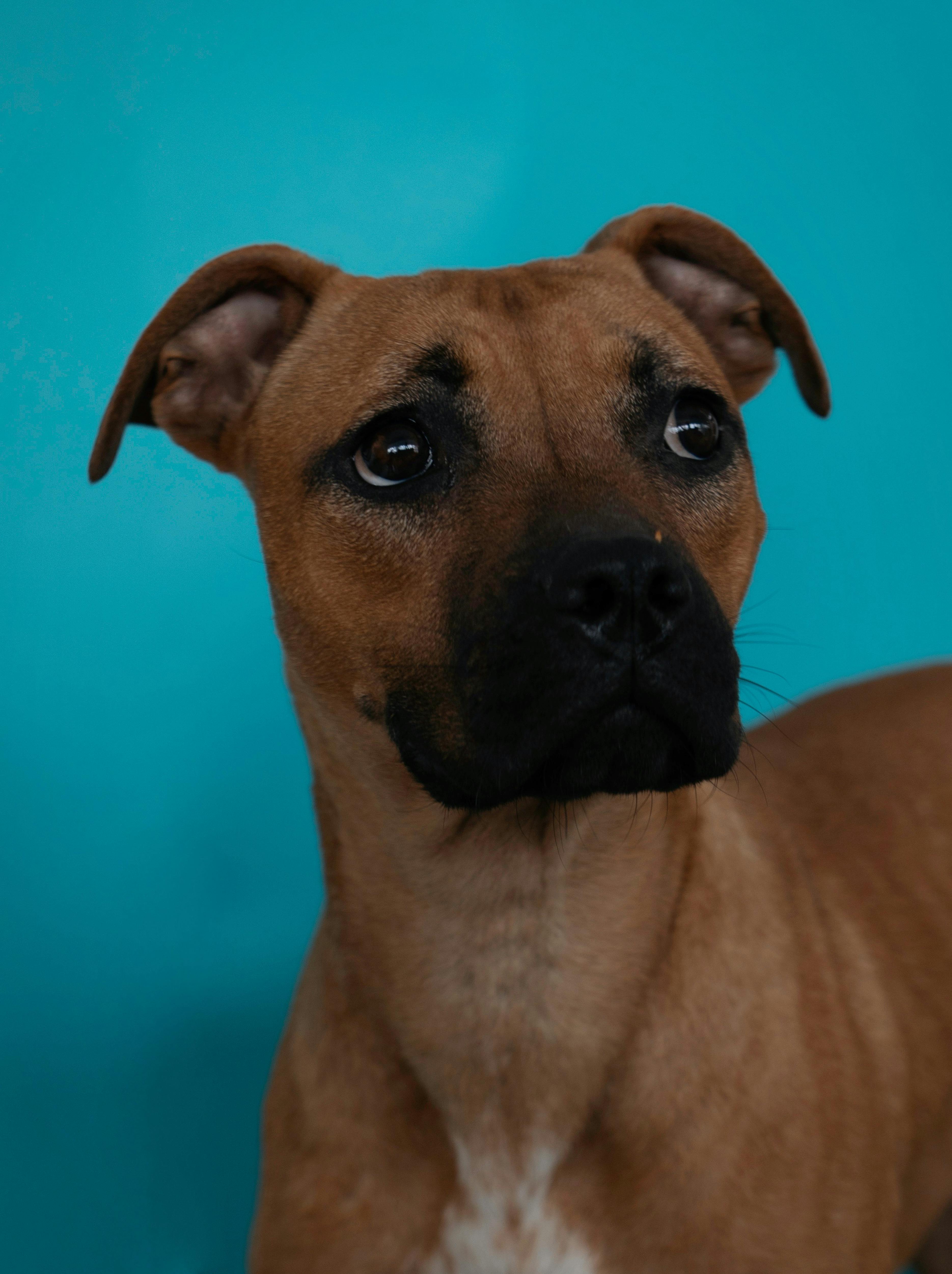 Animal Head Photos Photos, Download The BEST Free Animal Head Photos ...