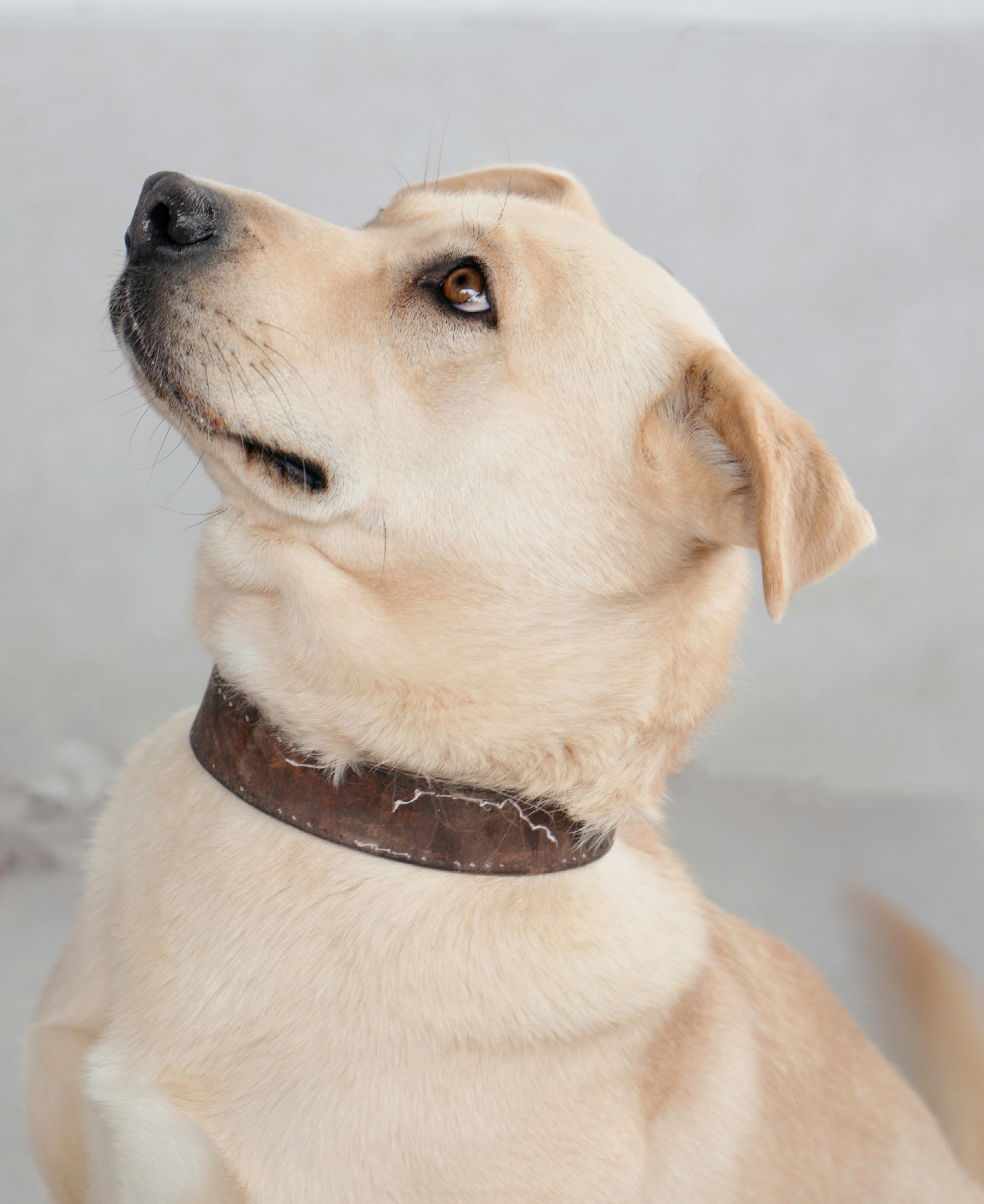 White Dog Head · Free Stock Photo