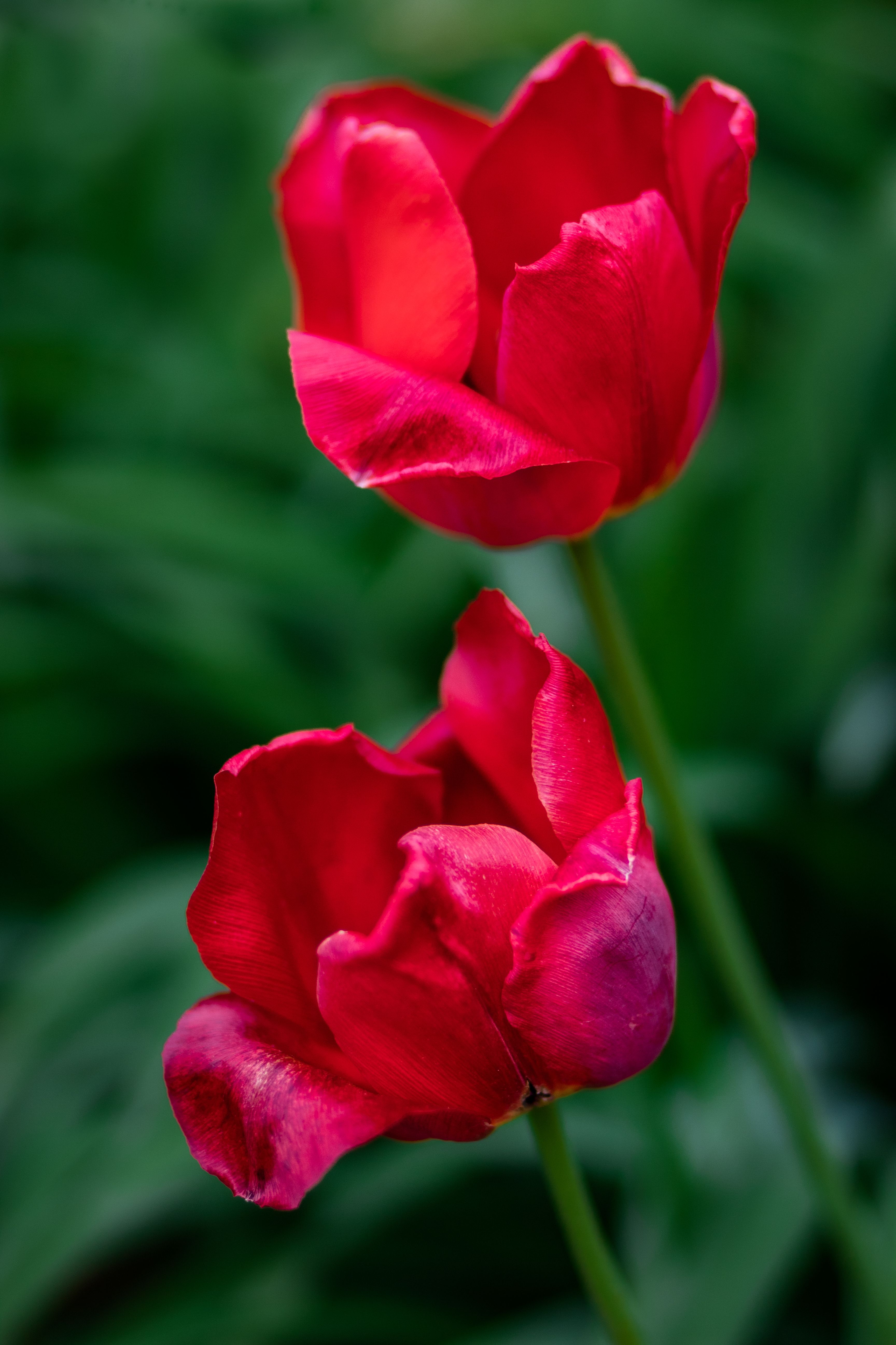 Close-up of Red Tulip Flowers · Free Stock Photo