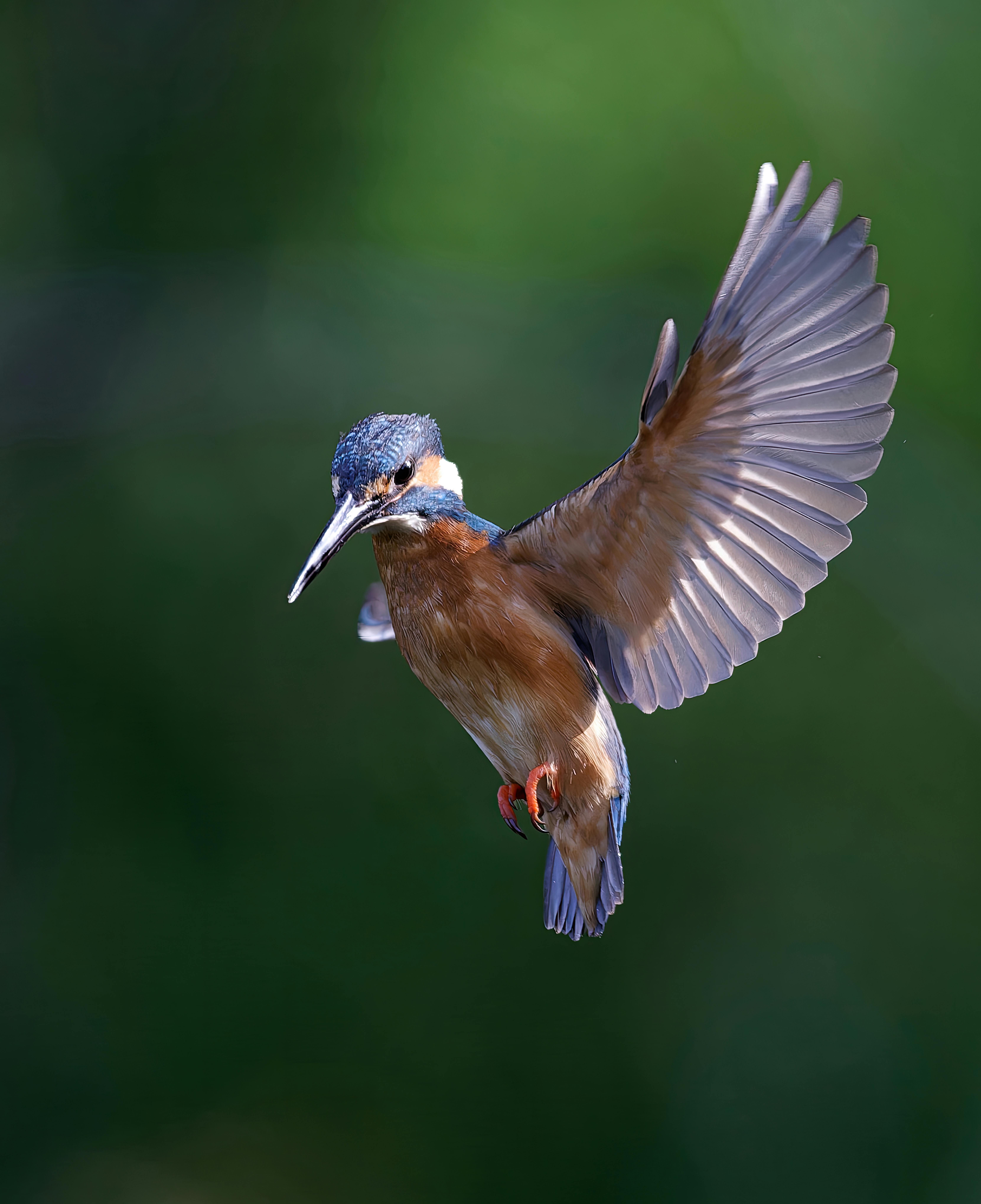 Close up of Flying Hummingbird · Free Stock Photo