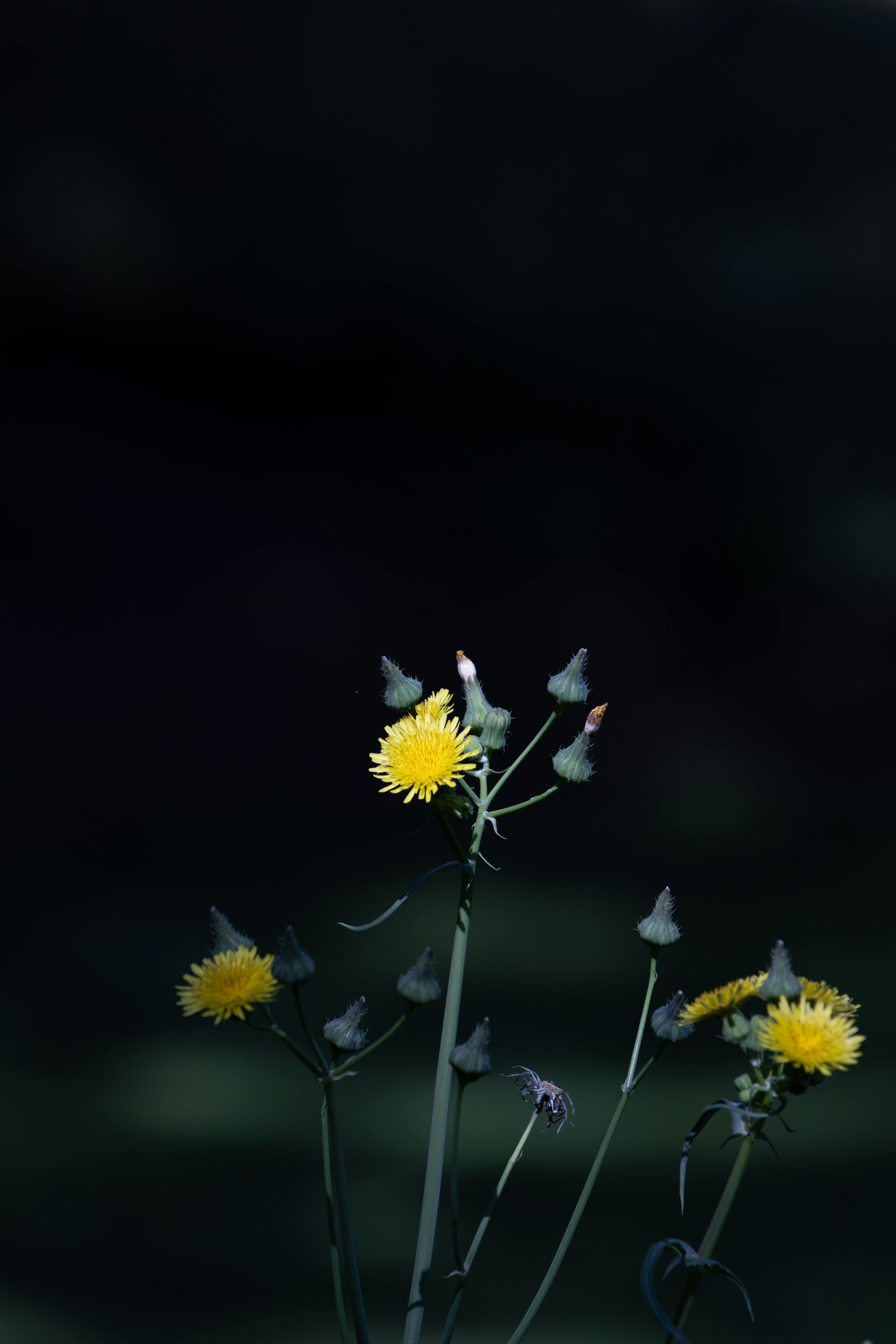 Vrolijke Stemming Photos, Download The BEST Free Vrolijke Stemming ...